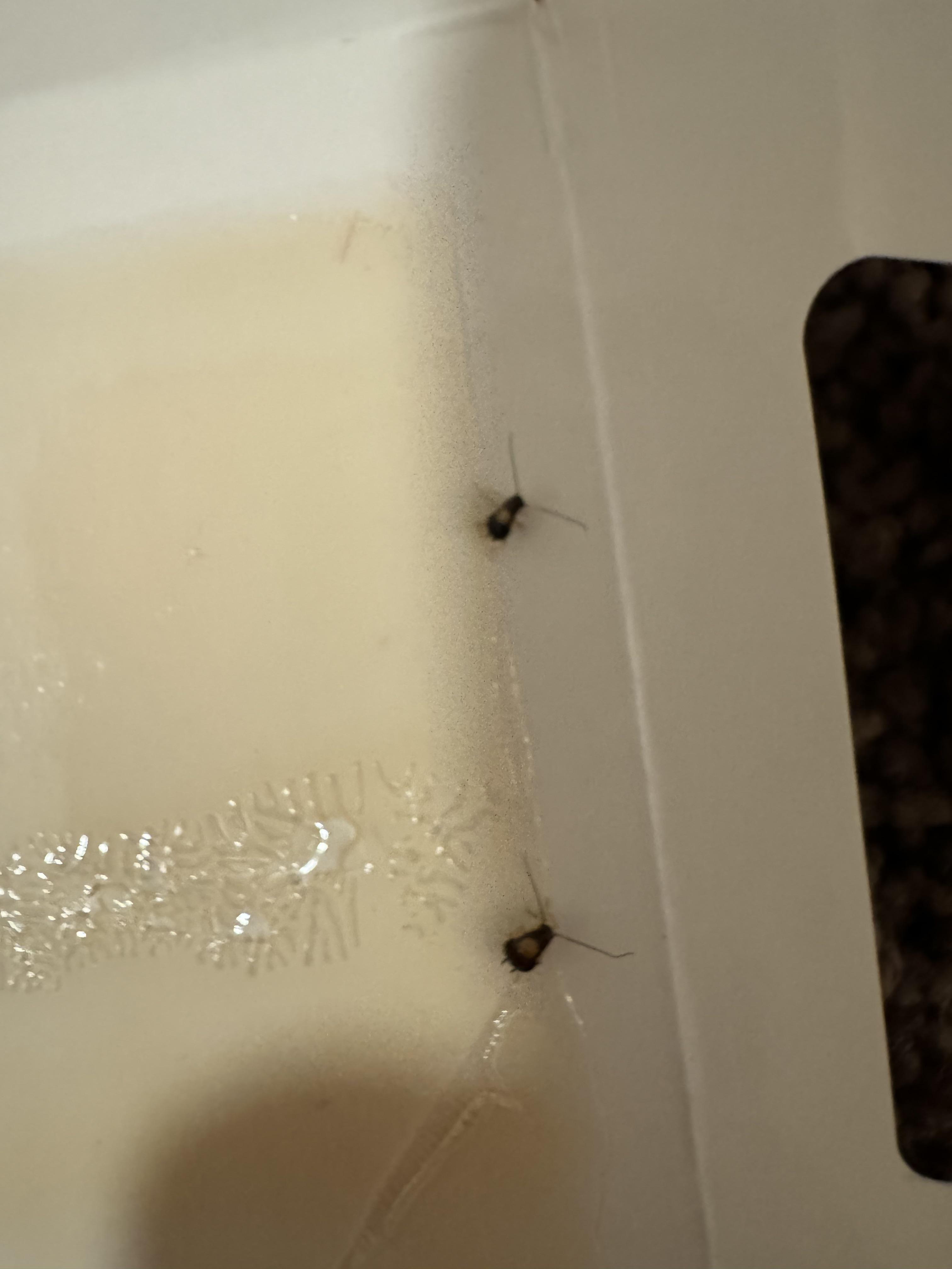 Is this a bed bug? | Scrolller