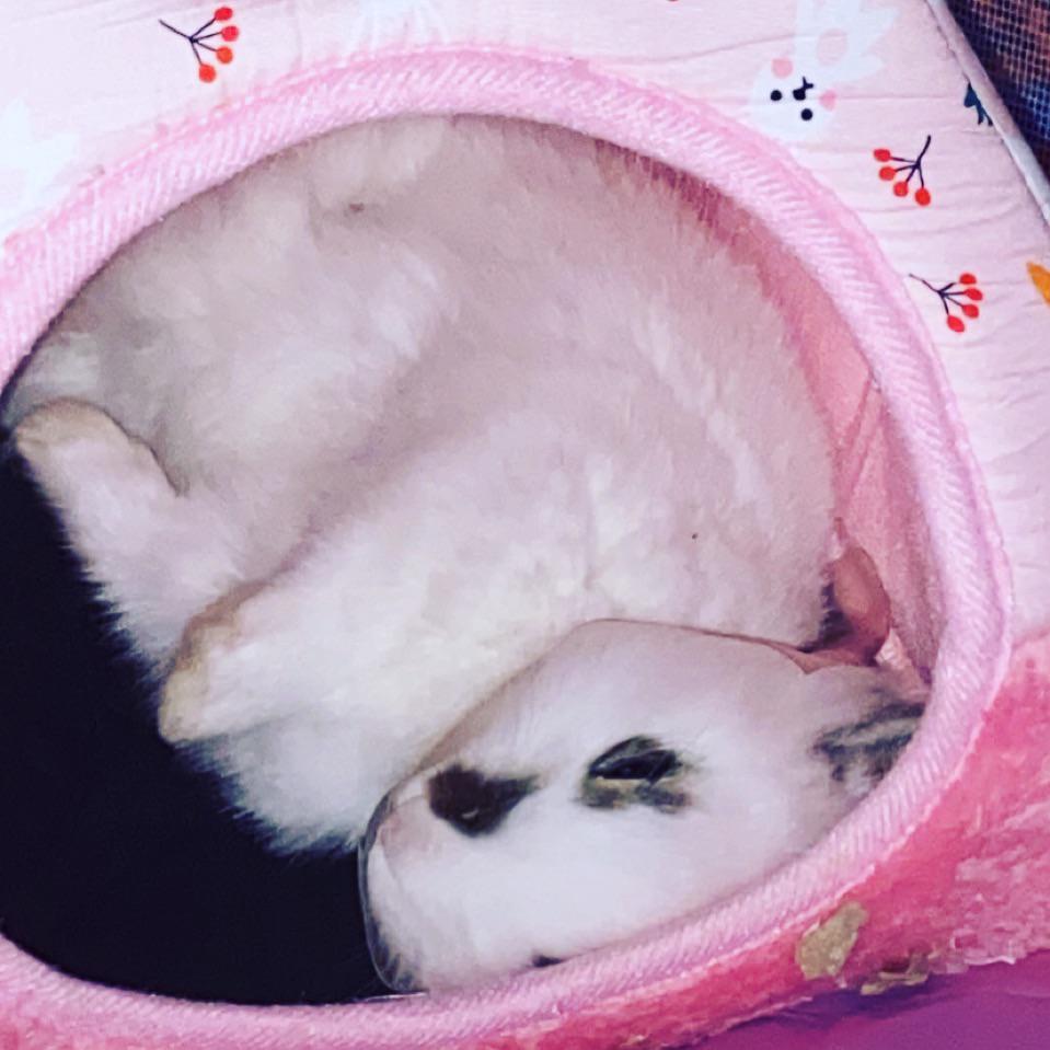 She feels so safe in her new hidey house. 💕 | Scrolller