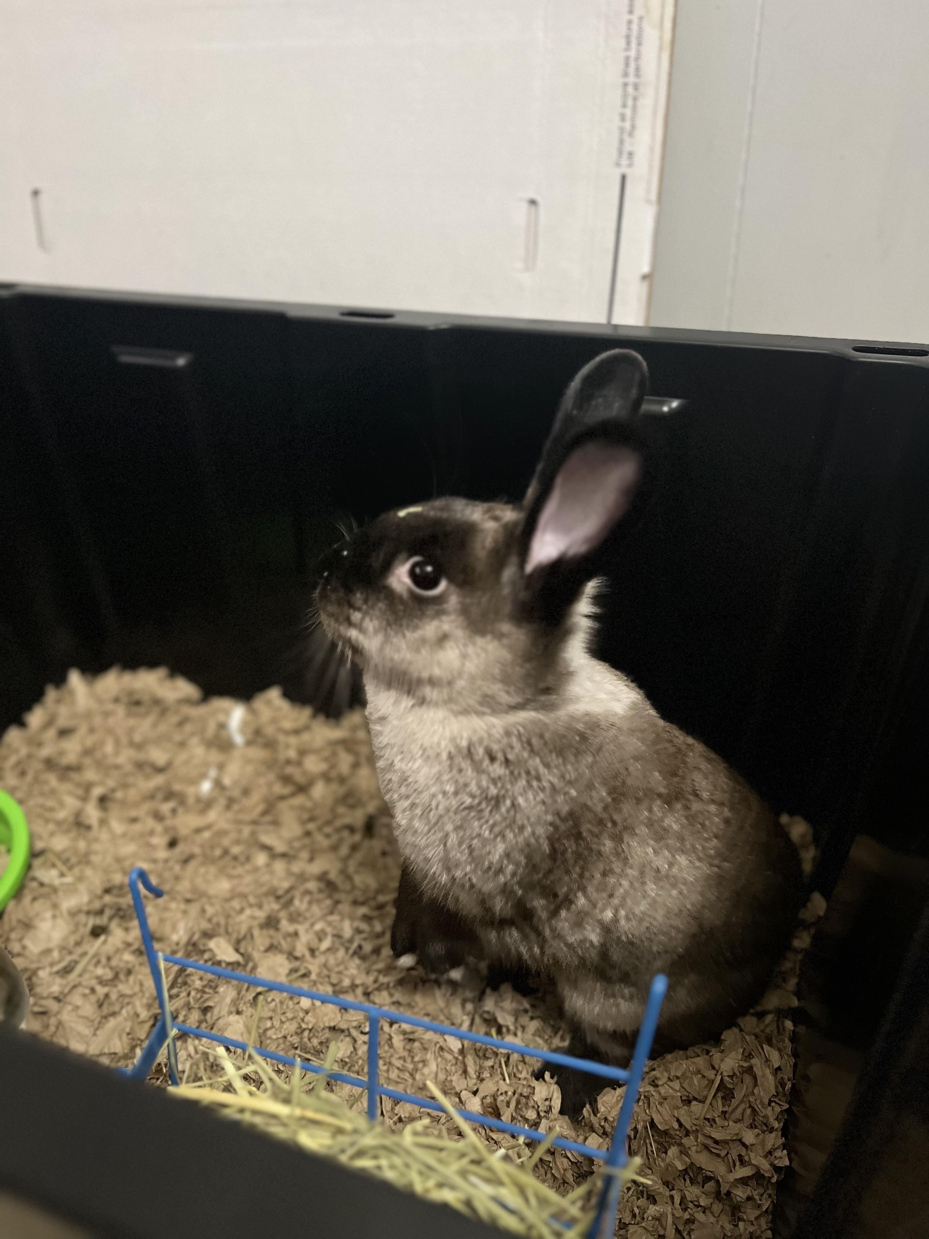 Help identify this rabbit | Scrolller