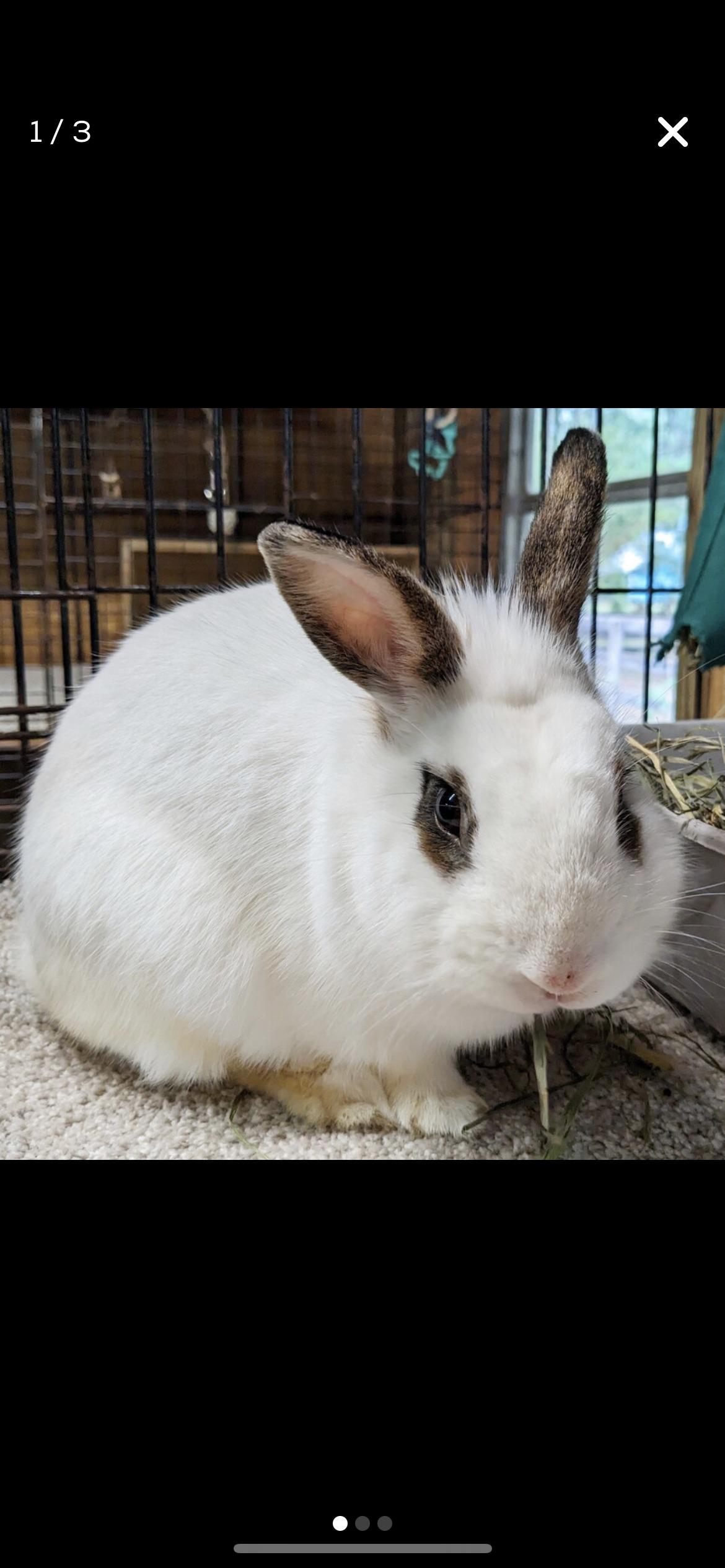 Meet Noodle! | Scrolller