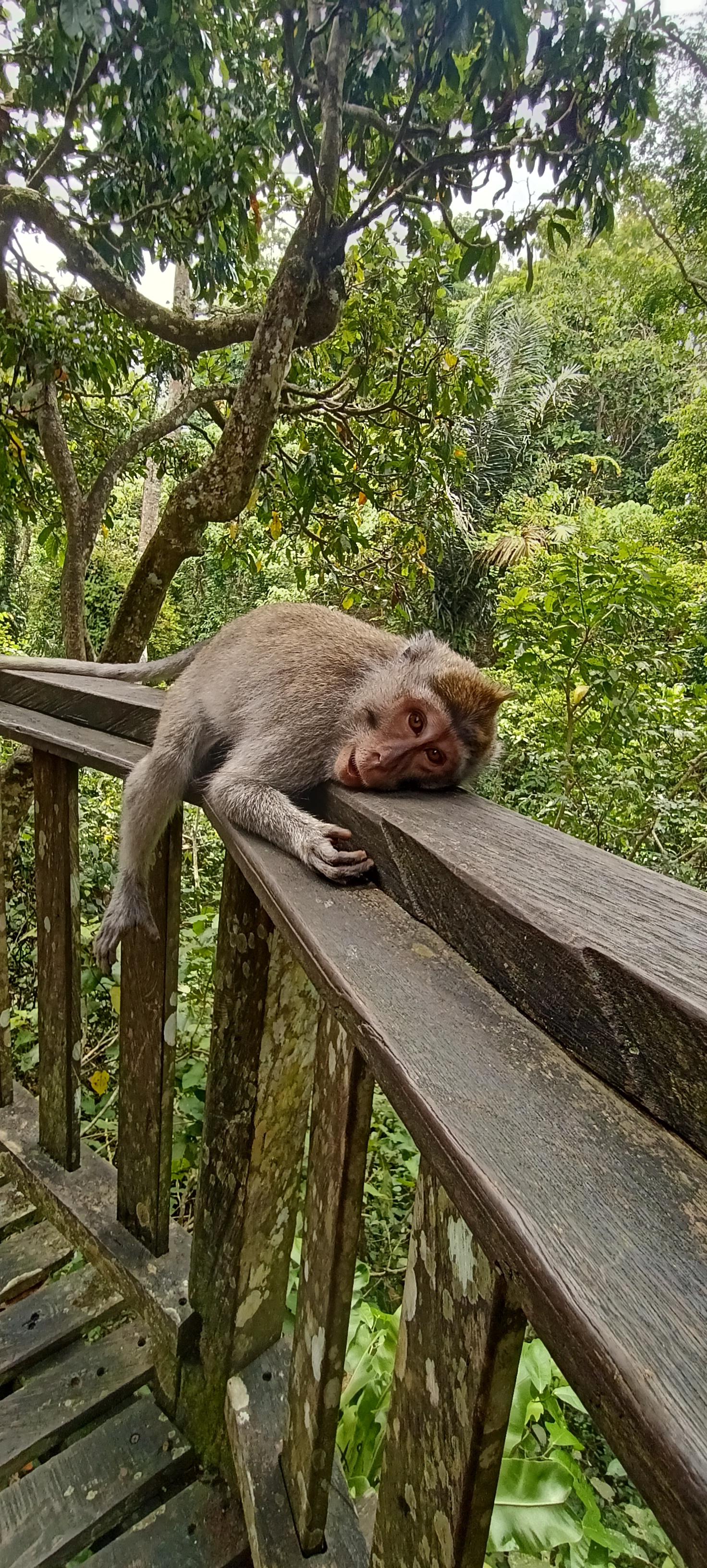 Cute photos I took of this monkey! | Scrolller