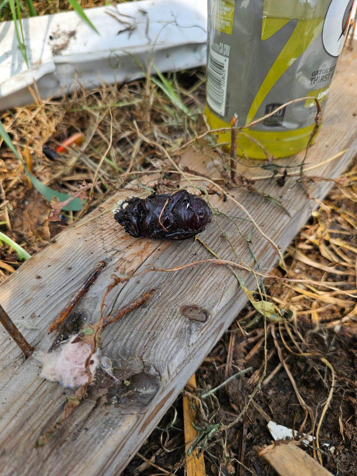 Huge beetle? | Scrolller