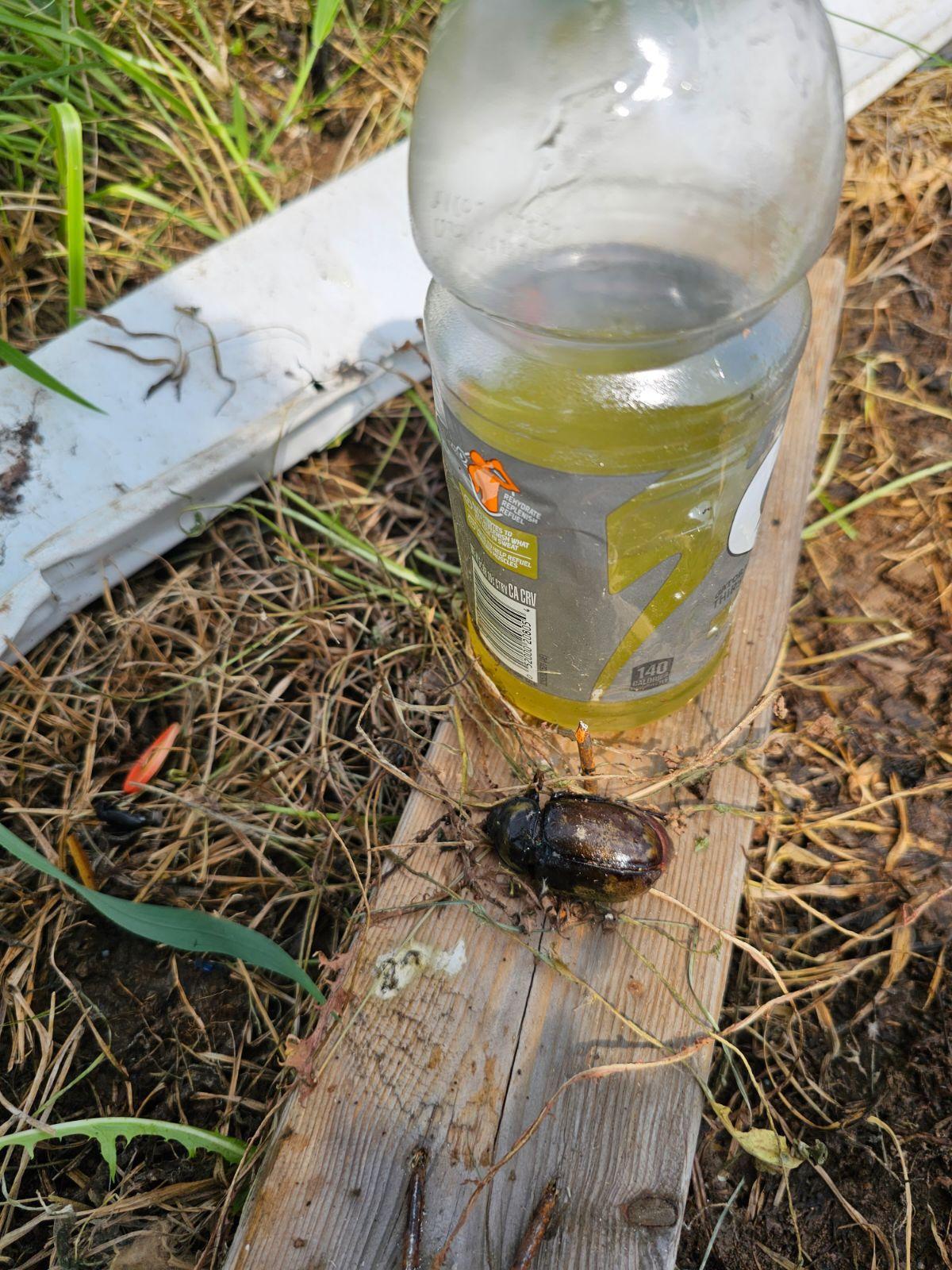 Huge beetle? | Scrolller