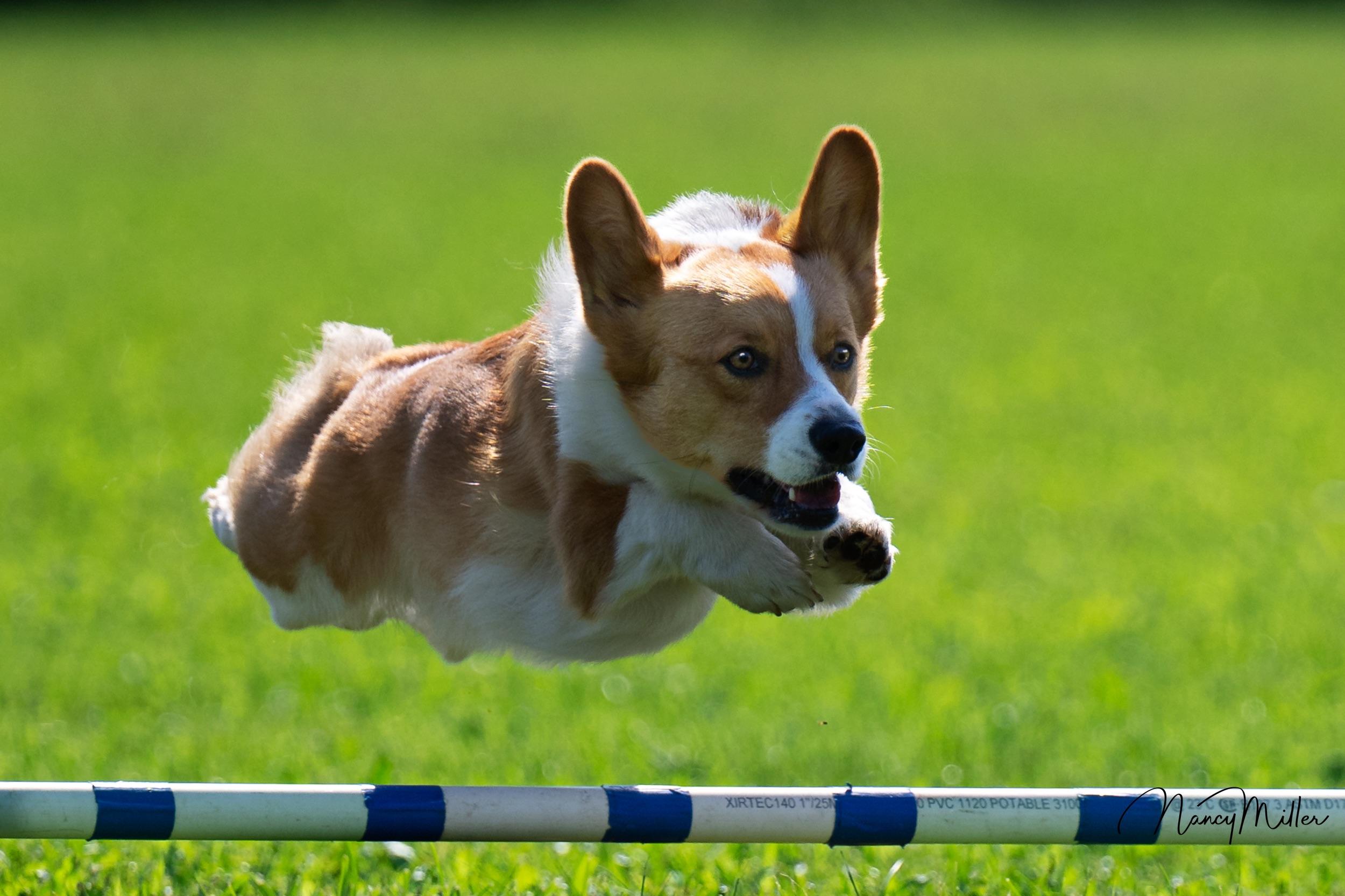 Hover-Loaves | Scrolller