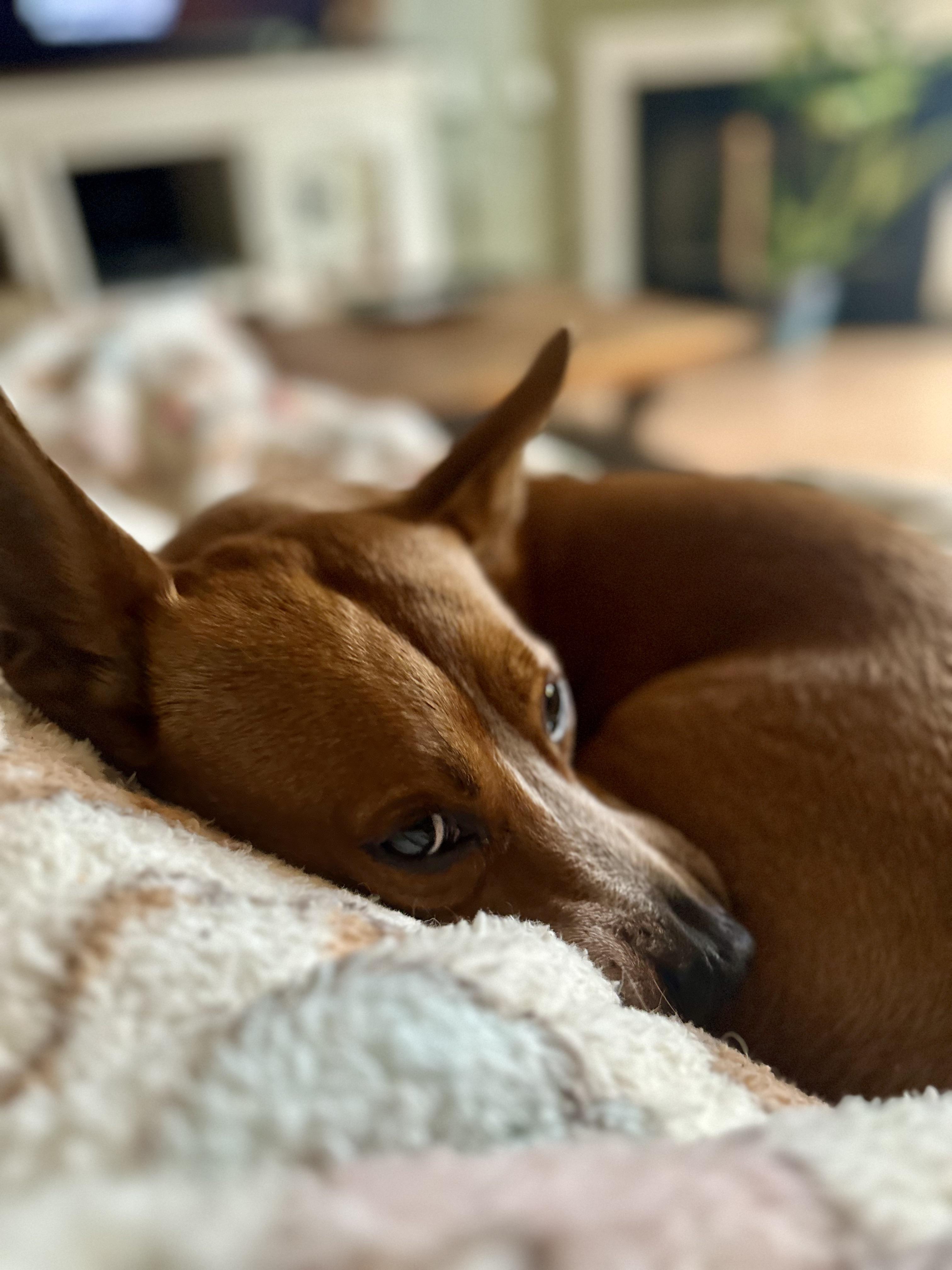 Nap time disruption! | Scrolller