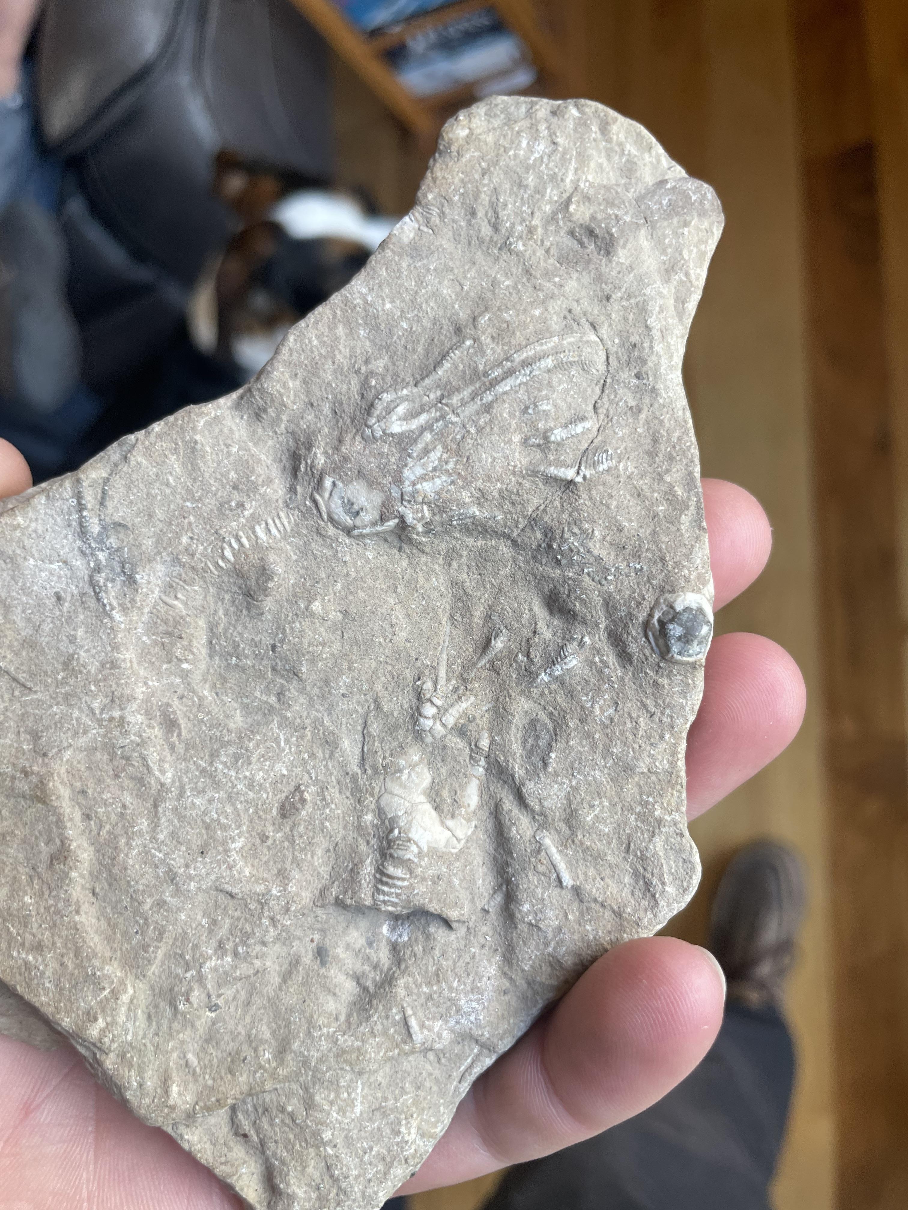 Anyone know what kind of fossil this is? | Scrolller