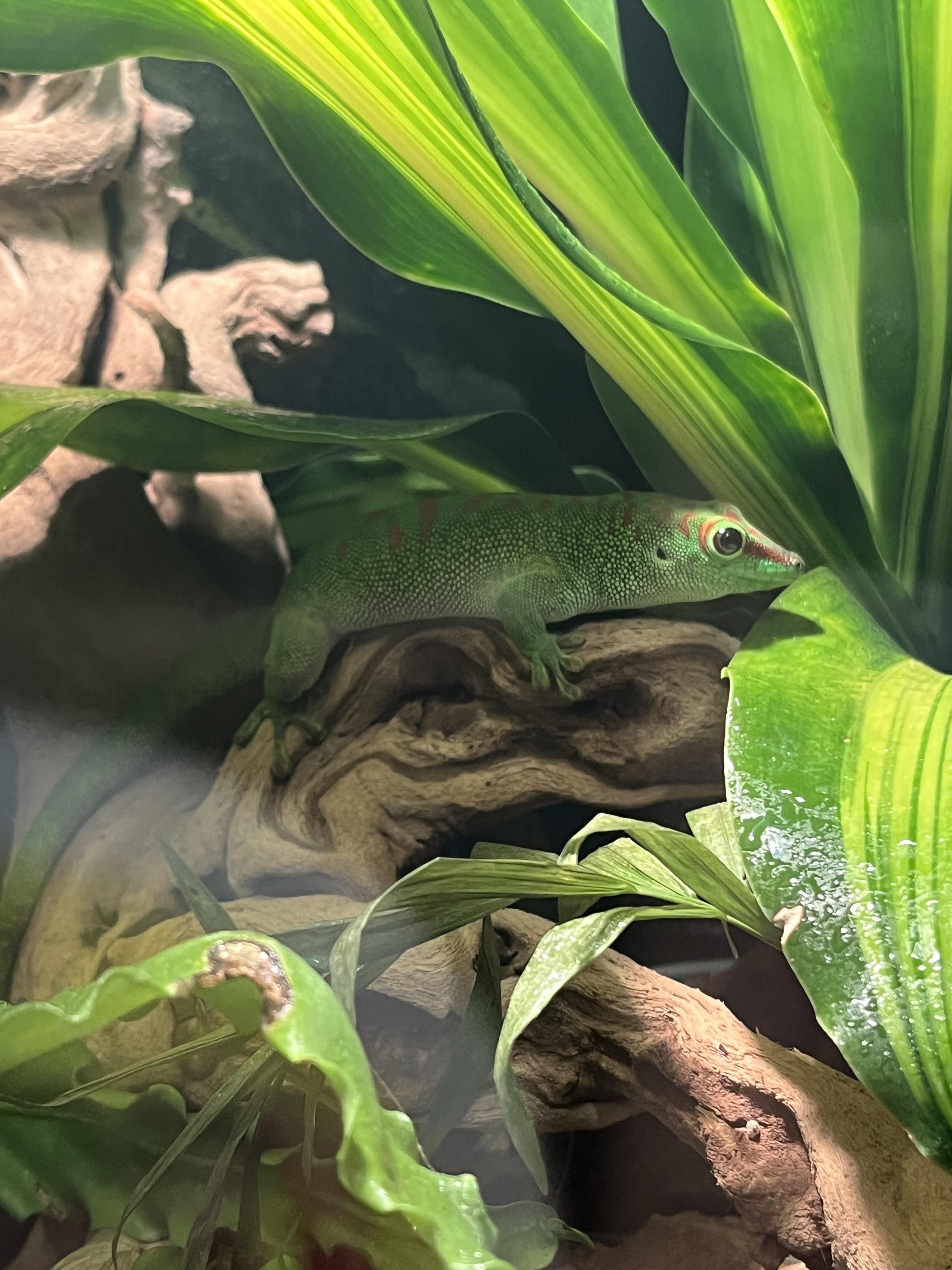 Giant day gecko setup :) | Scrolller