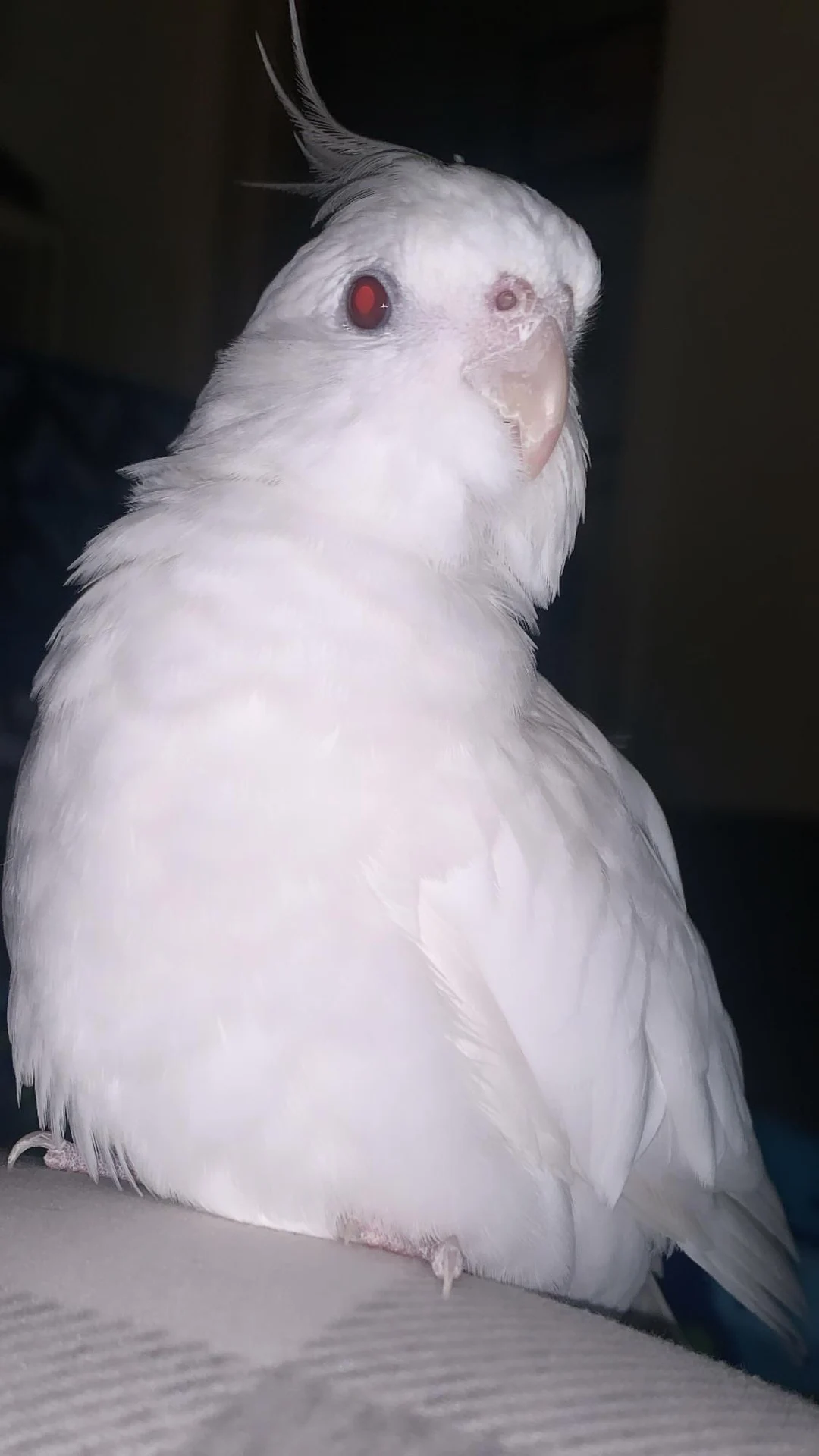 Sometimes I hold feathers she’s dropped in front of her to see if she’ll preen it. Every time ...