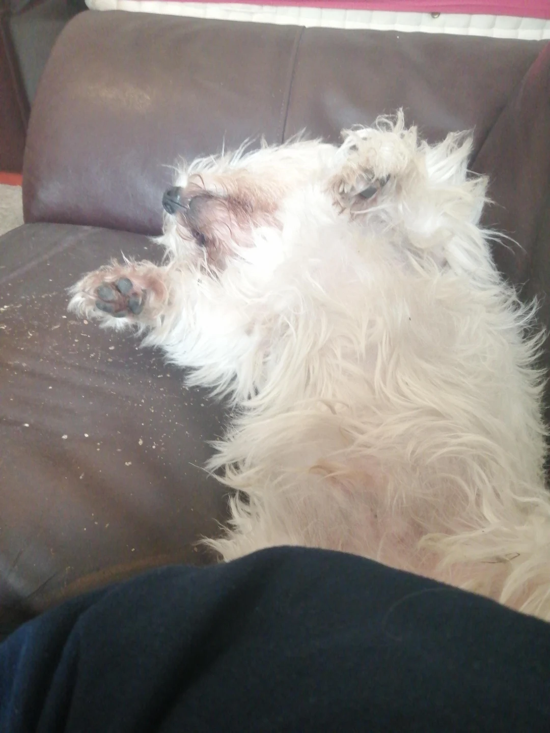 Gus looking like roadkill after passing out during belly scratches | Scrolller