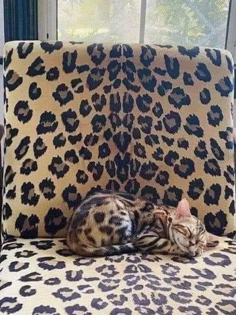 got the perfect match | Scrolller