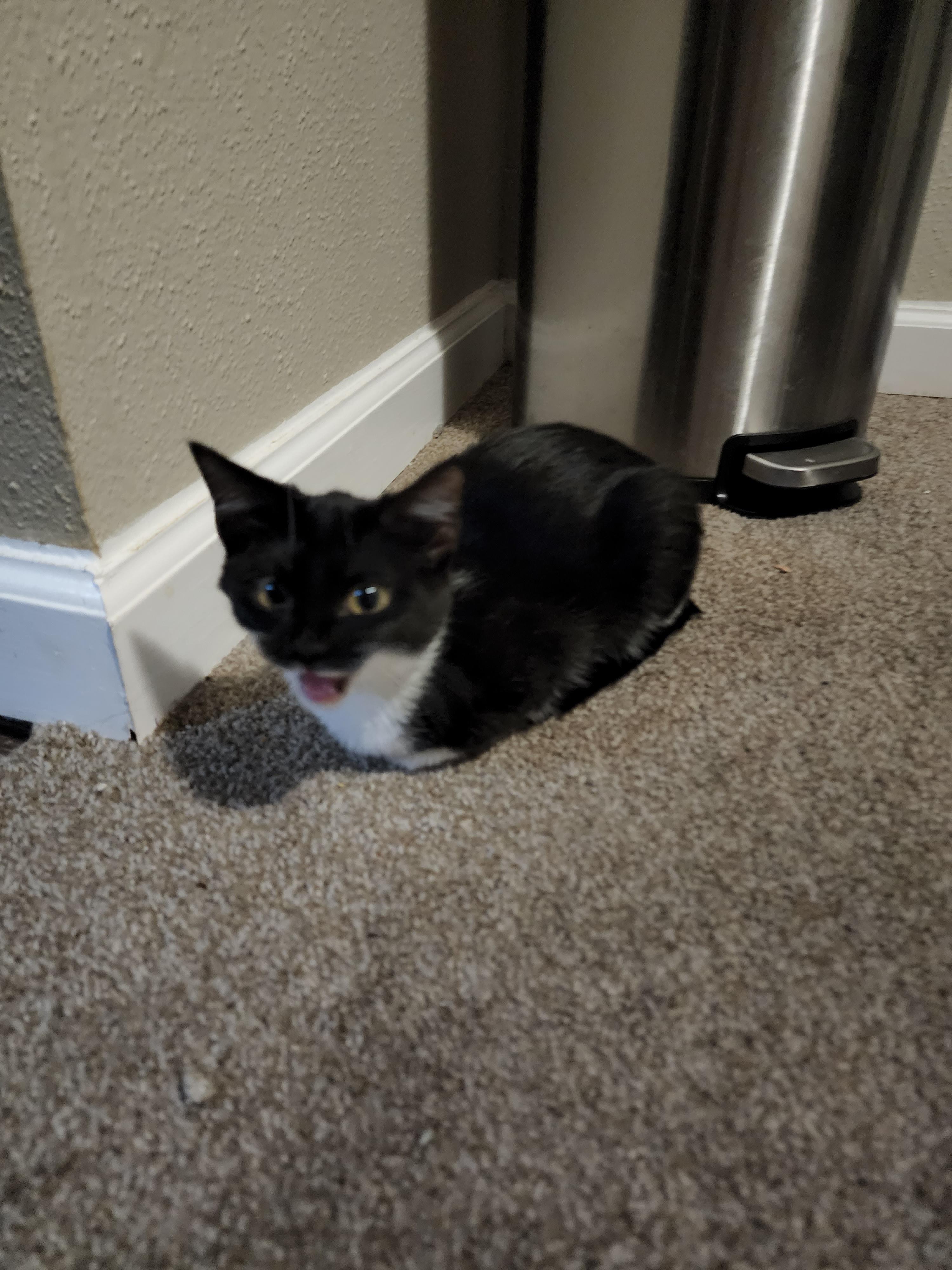 My smudge aka smudgeaweeno | Scrolller