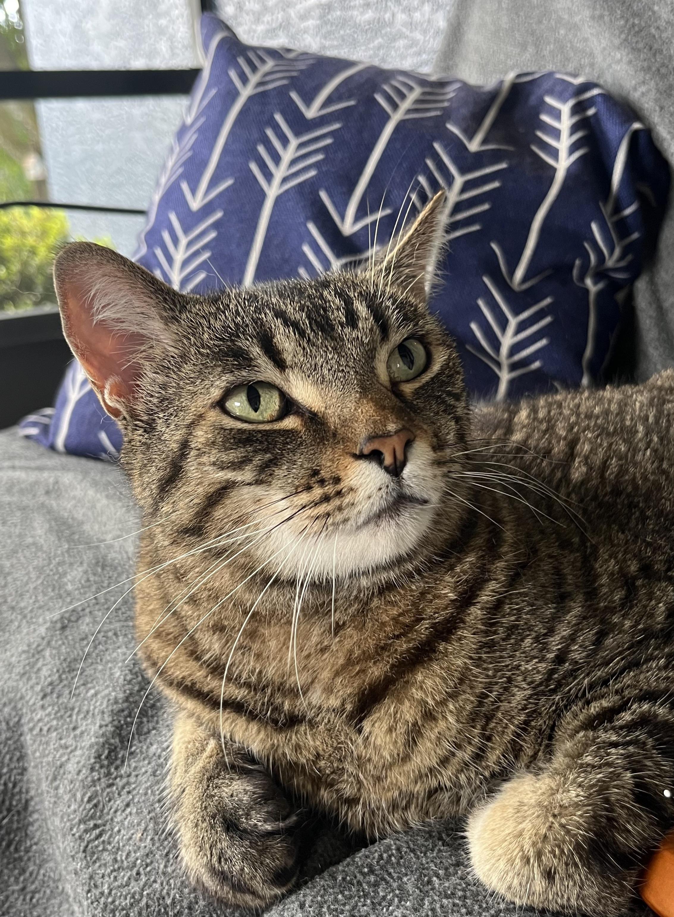 She is the leader of a pack of 4! | Scrolller