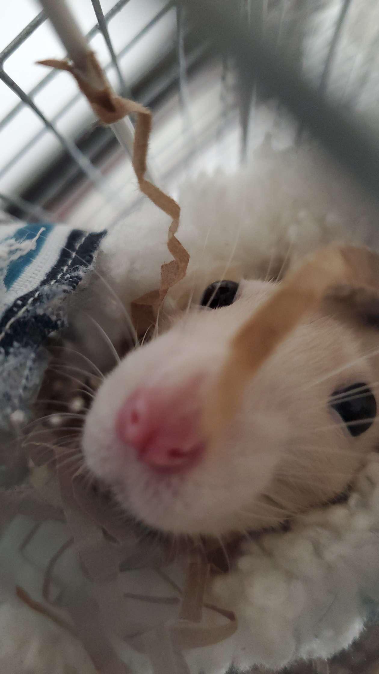 Trouble integrating rat | Scrolller