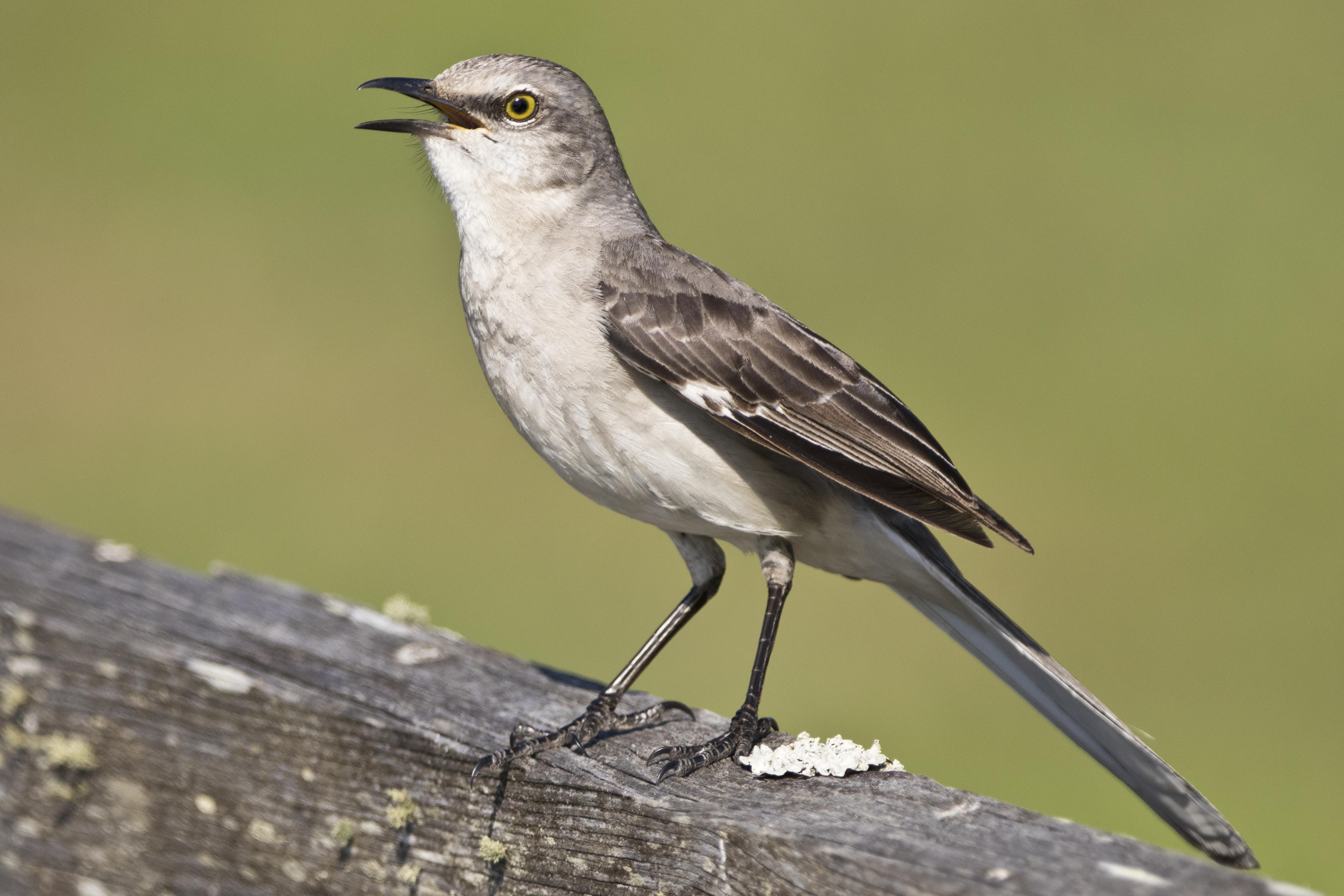 Northern Mockingbird in SW FL | Scrolller
