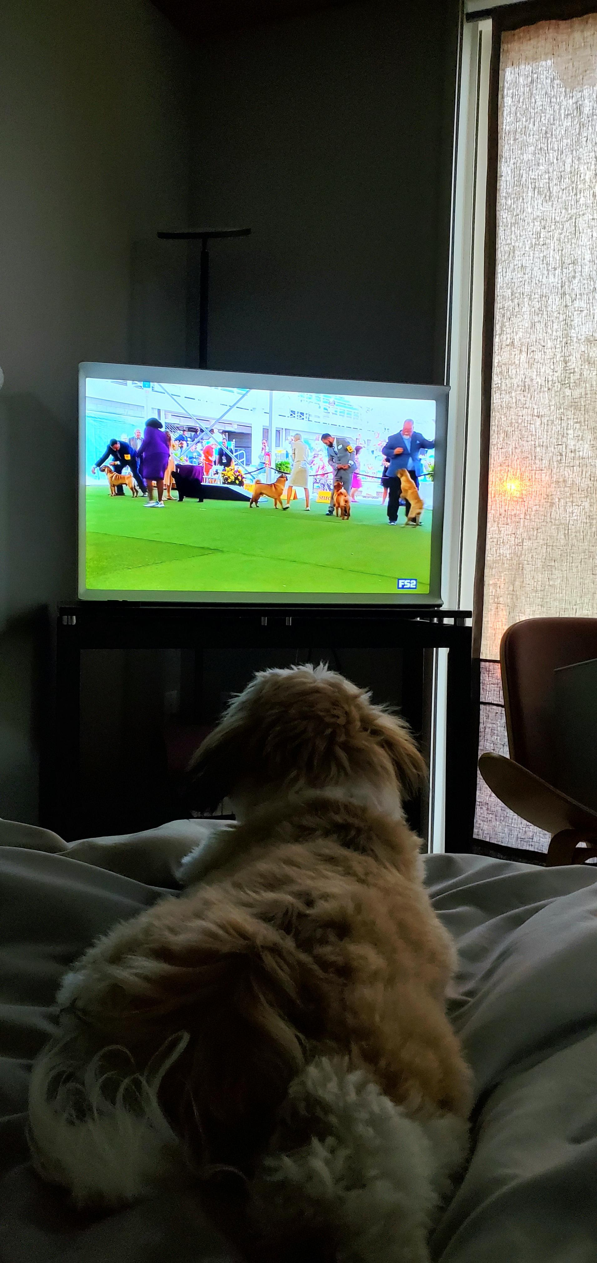 Checking out the competition | Scrolller