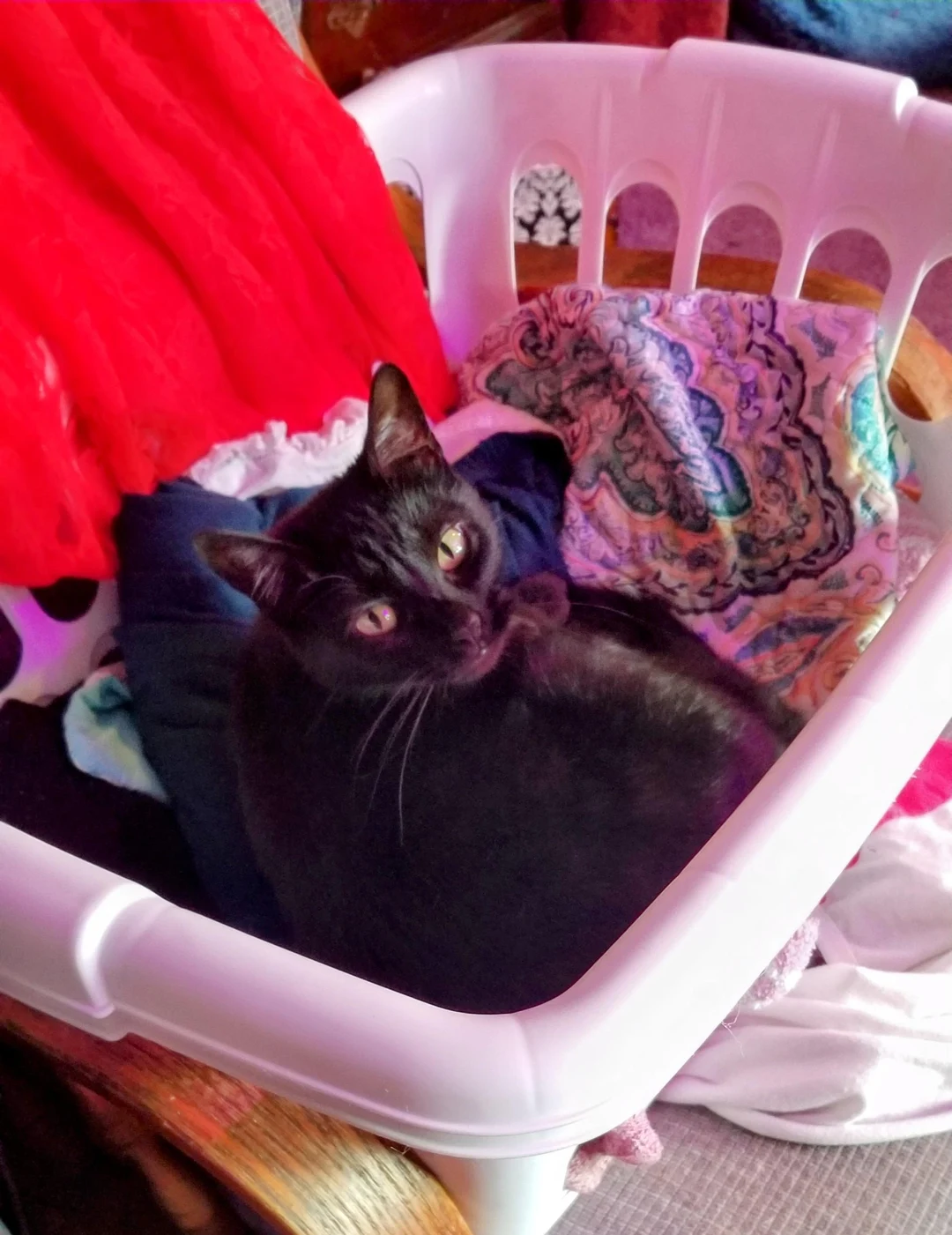 Little Miss Light Load of Laundry | Scrolller