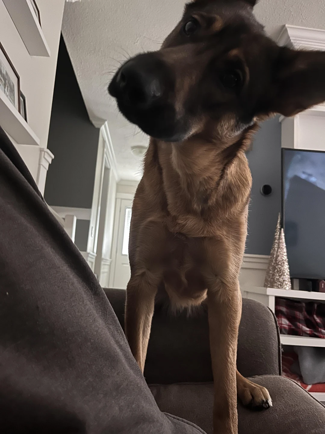 My dog uses couch arm rests for chairs | Scrolller