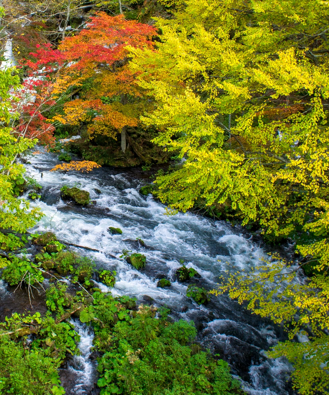 Autumn on the Akan River, Hokkaido, Japan. [OC] [1676 × 2008] | Scrolller