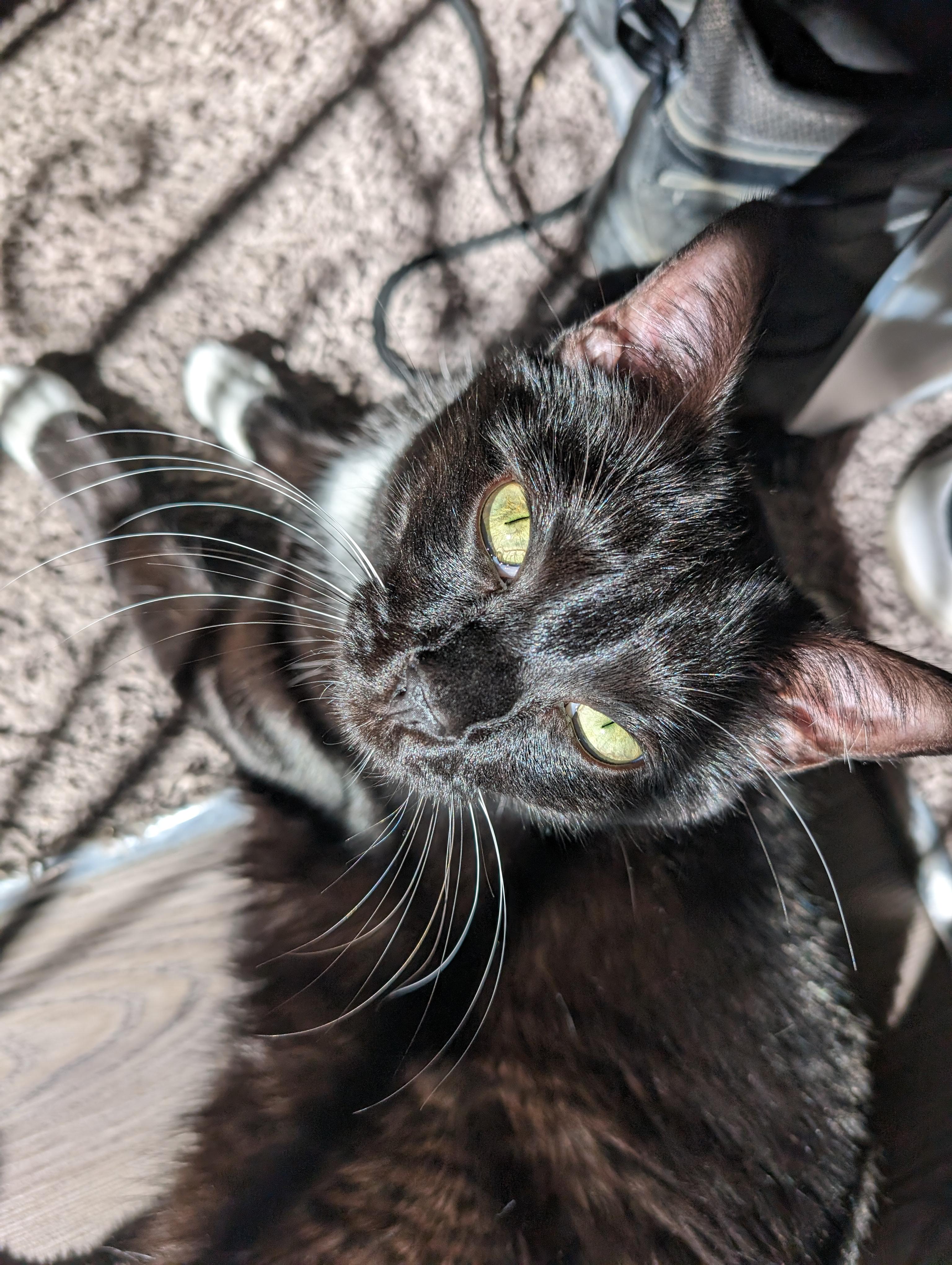 His name is Mochi | Scrolller