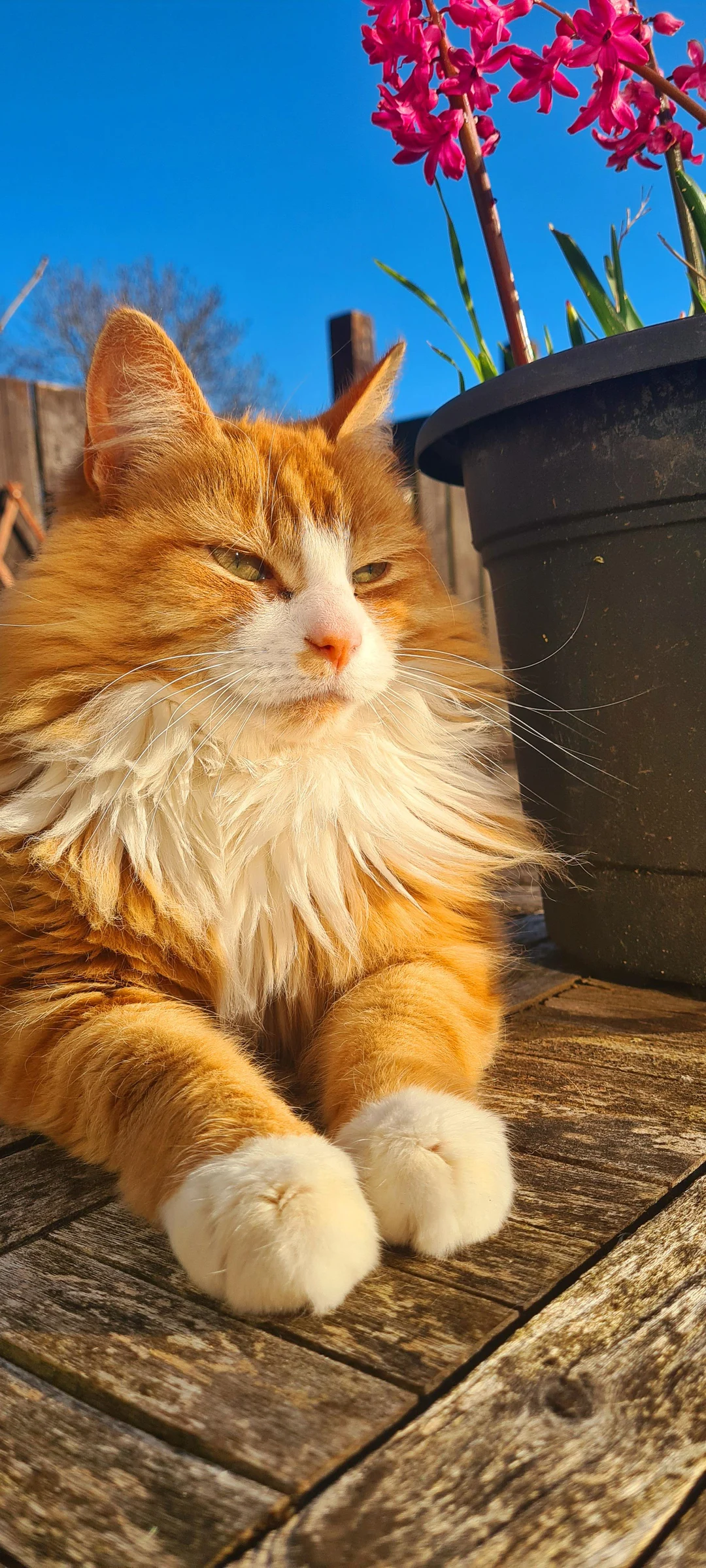 Rosie the floof | Scrolller