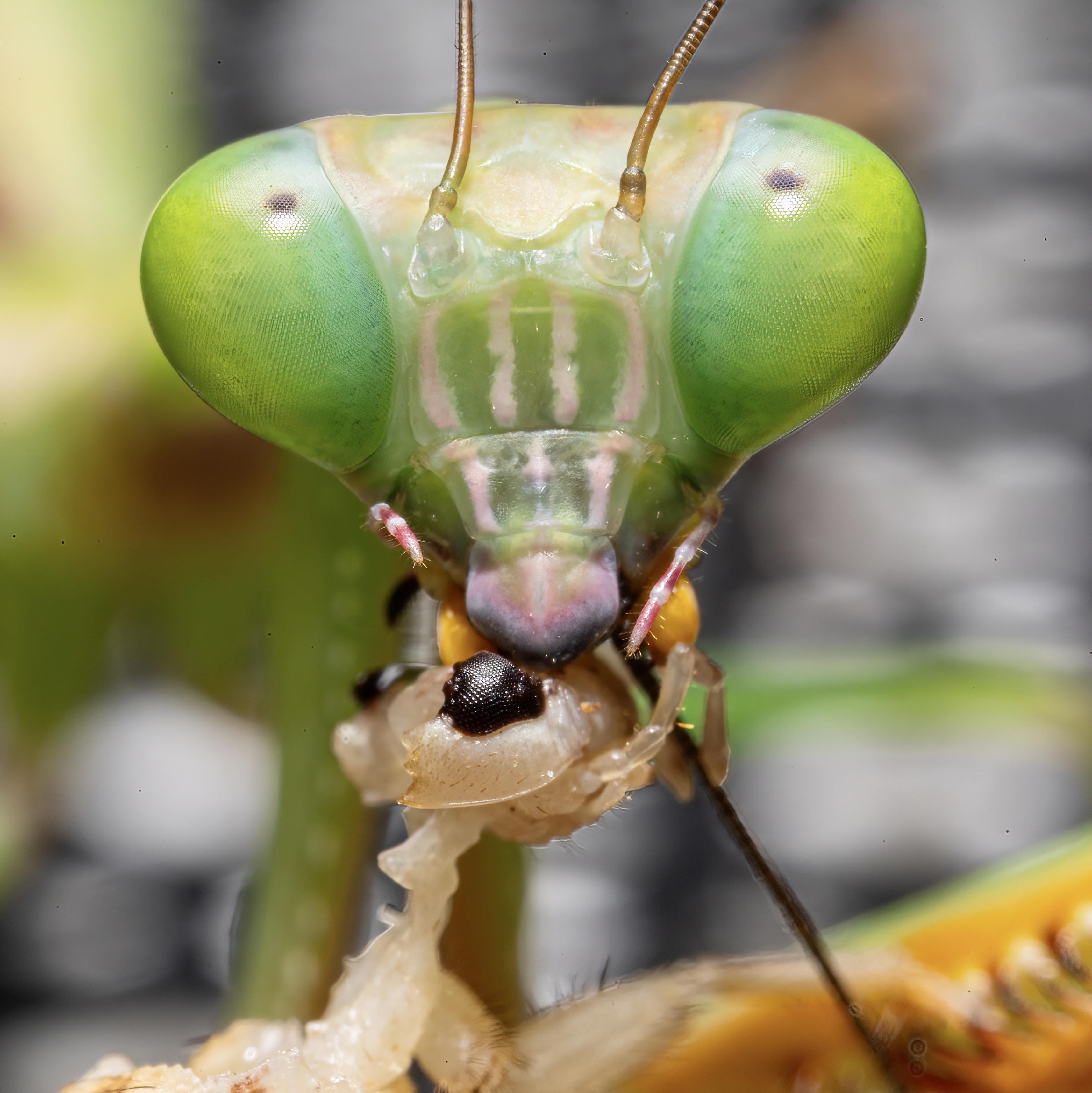 Praying Mantis Mid Lunch | Scrolller Praying Mantis Mid Lunch | Scrolller