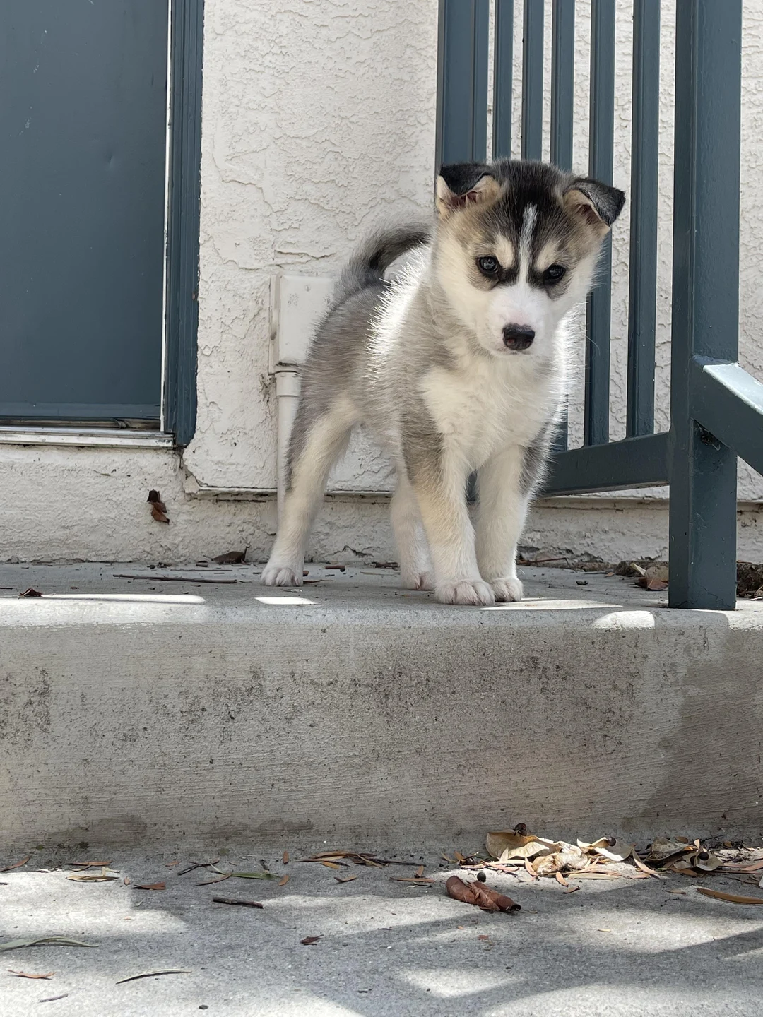 Her little floppy ears were so cute! | Scrolller
