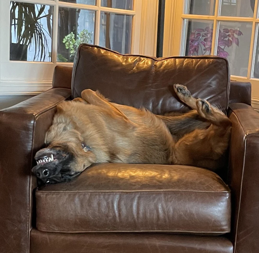 My mom’s German shepherd getting her beauty sleep. | Scrolller