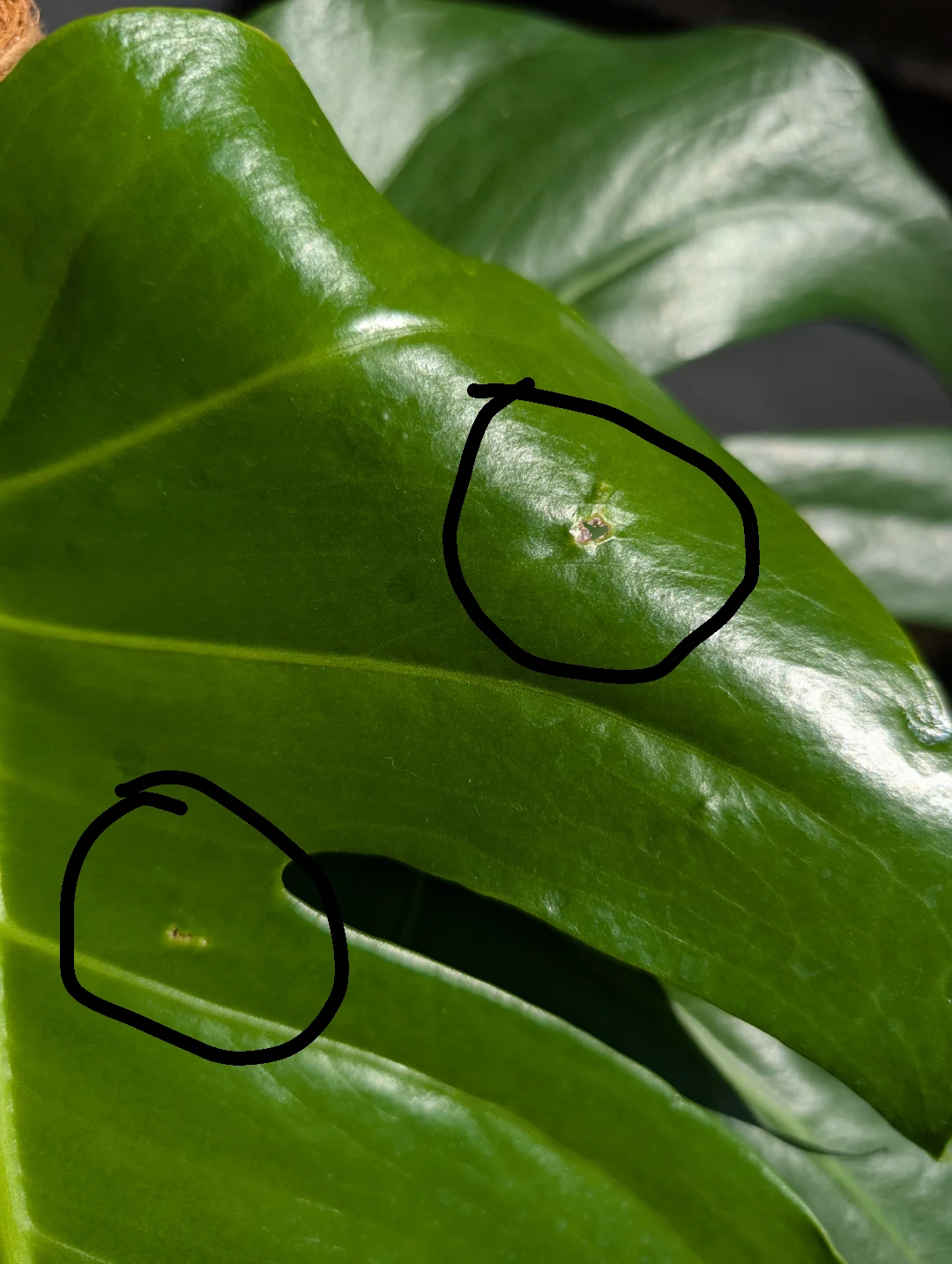 Montsera question | Scrolller