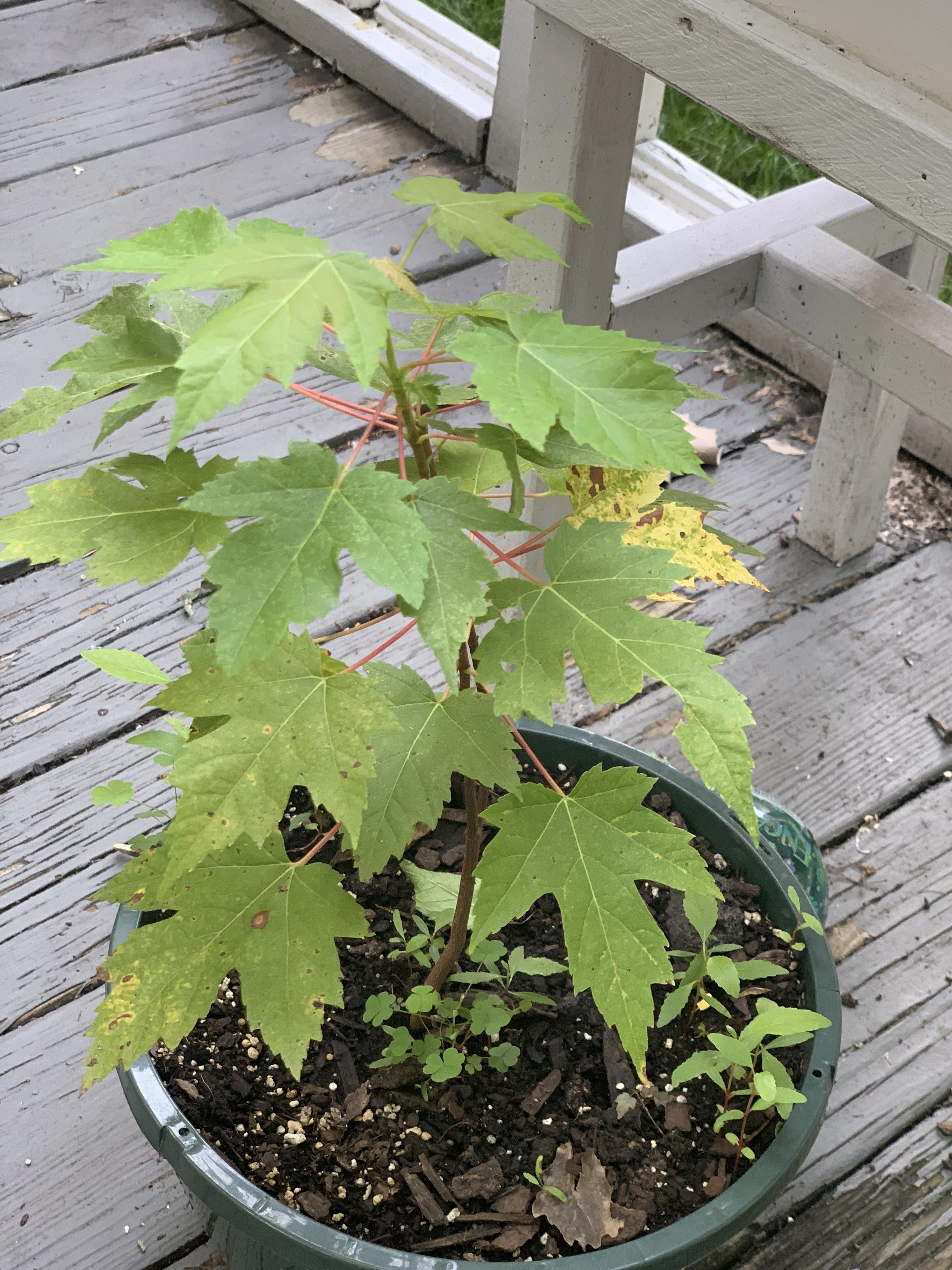 Japanese maple? | Scrolller
