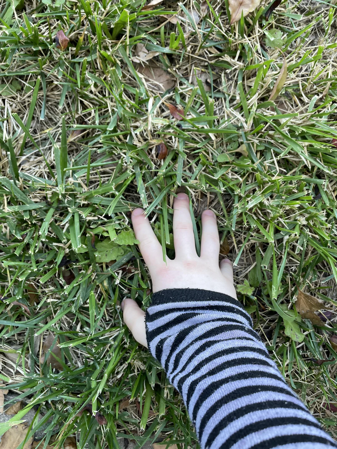 Rare footage of a Hazbin/helluva boss fan touching grass | Scrolller