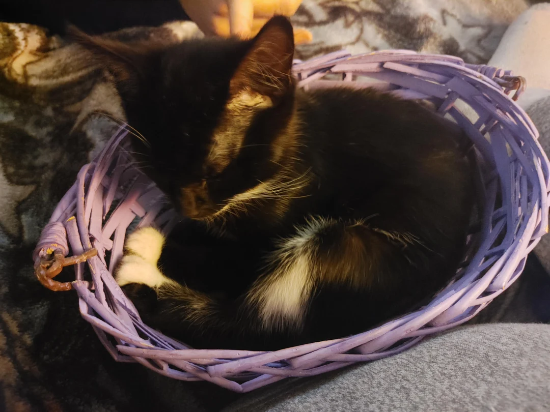 Vamparina has claimed her basket | Scrolller
