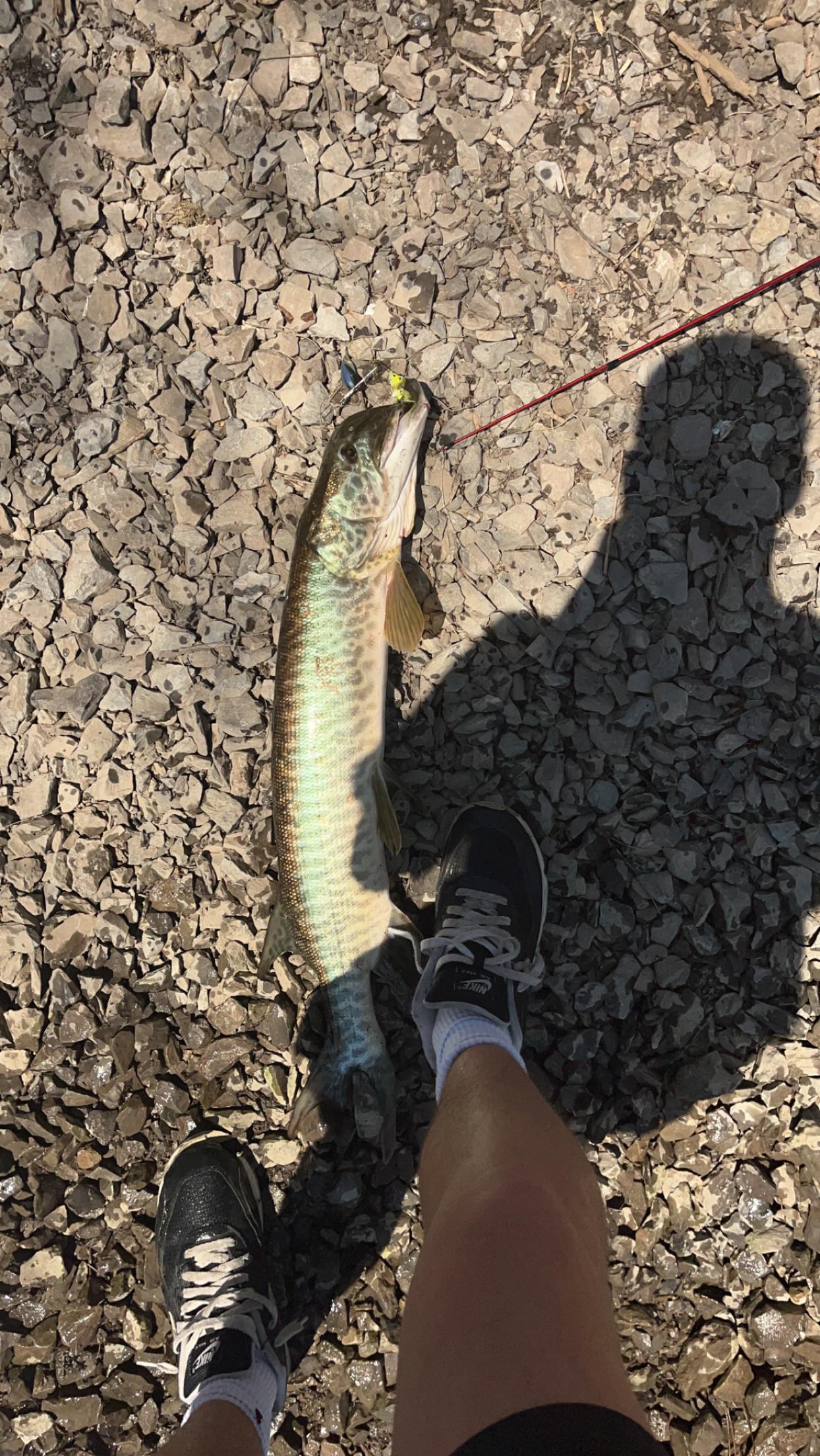 Anyone know what this is? Caught in upstate ny | Scrolller