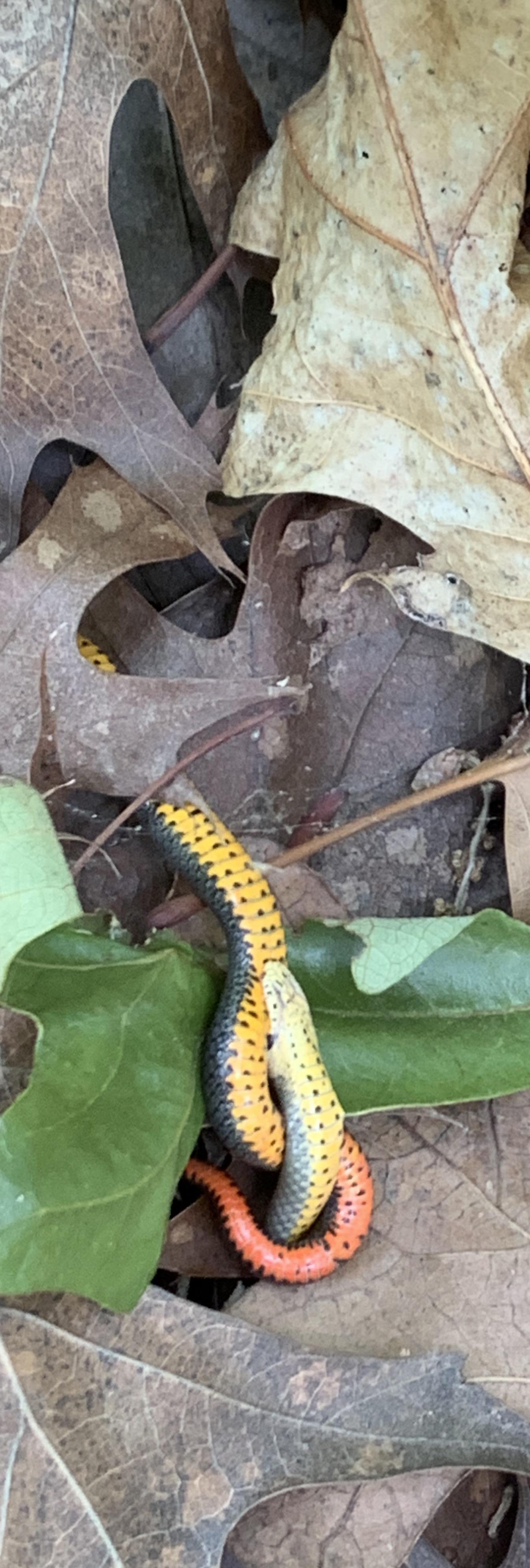 Snake playing dead | Scrolller