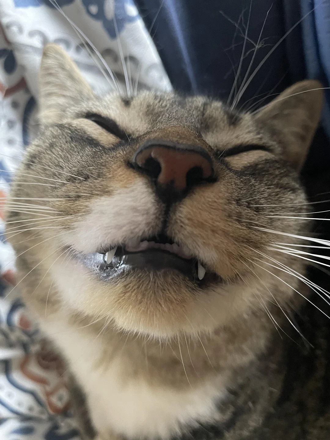 My sister’s cat Ernie. What a derpy little guy | Scrolller