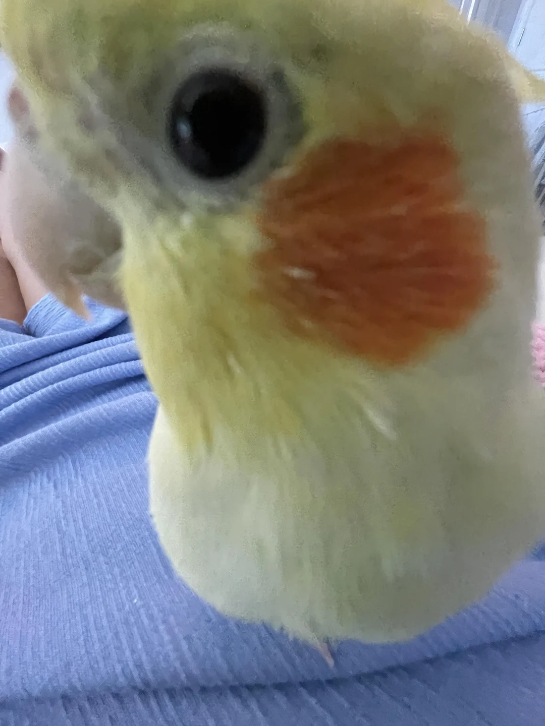 *heavy breathing* | Scrolller