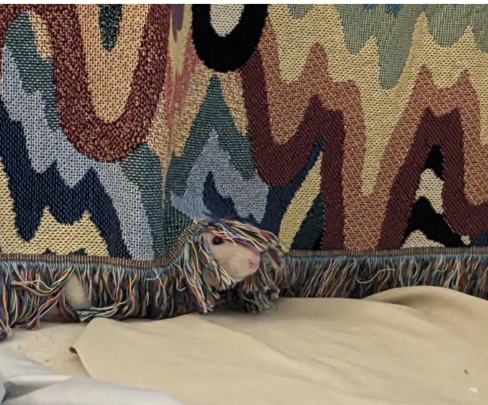 Master of Disguise | Scrolller