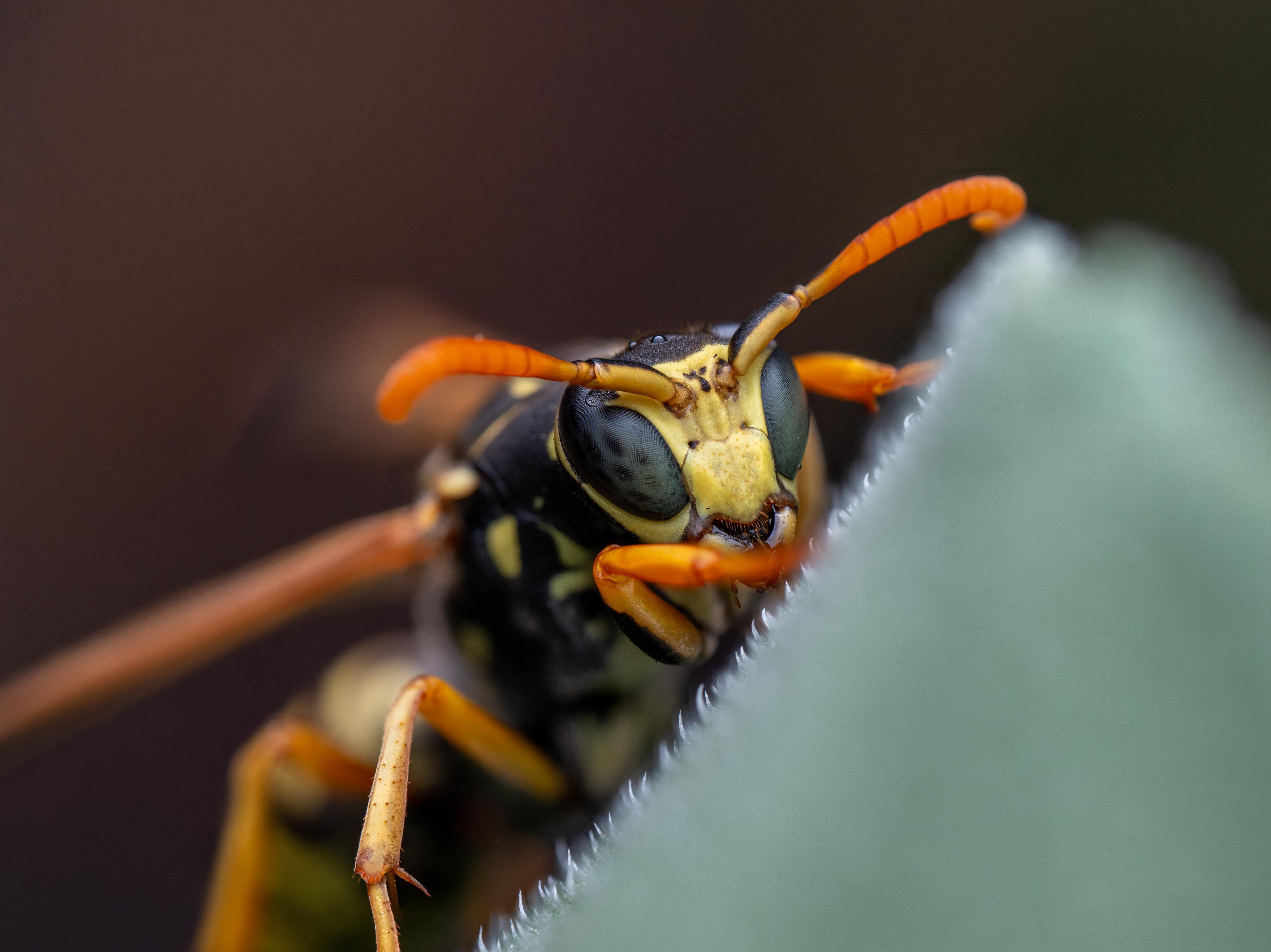 Paper Wasp | Scrolller