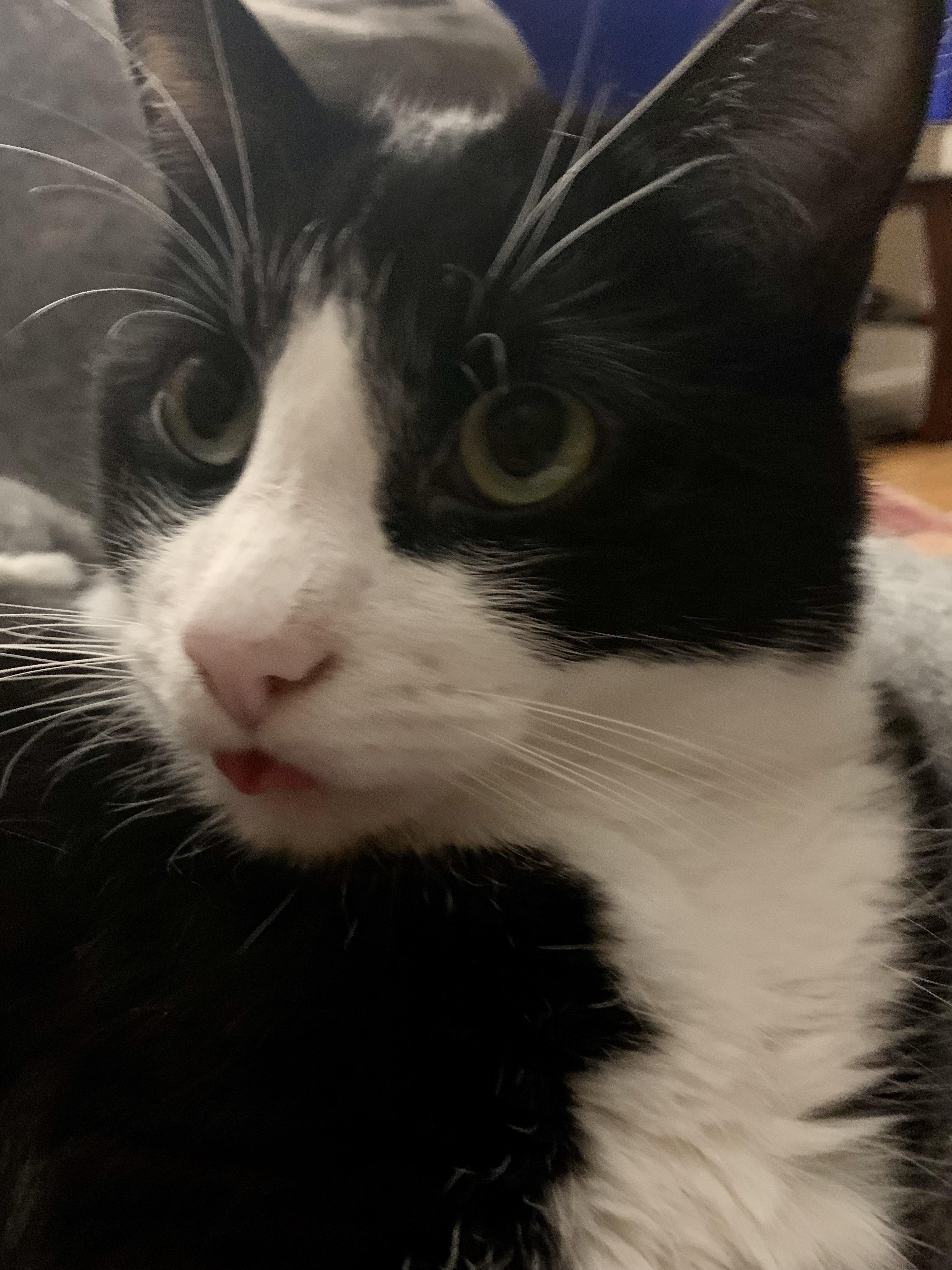 There was a loud noise on TV and he startled and forgot to put his tongue away. Blep! | Scrolller