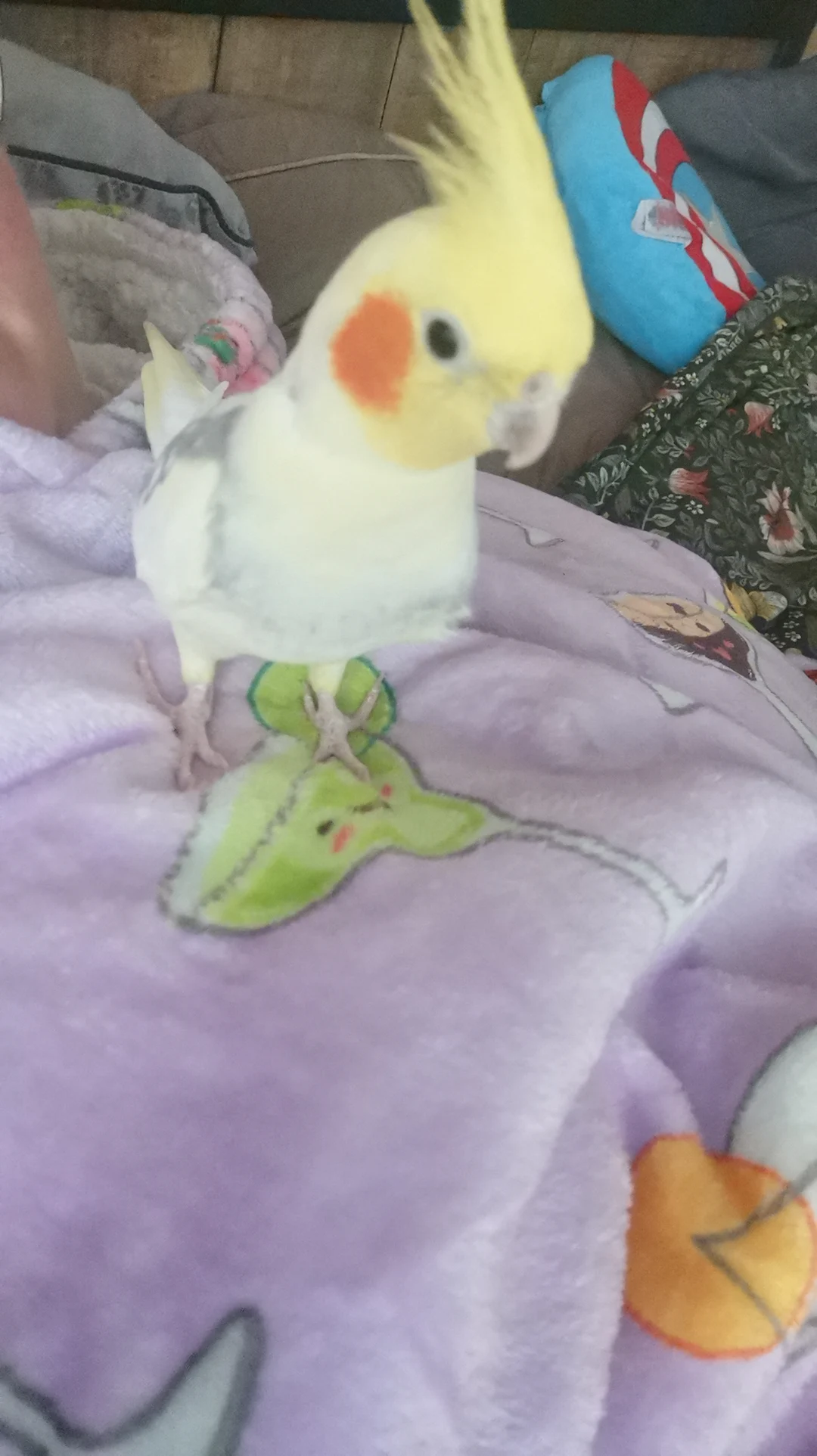 He is such a precious nugget 🥰 | Scrolller