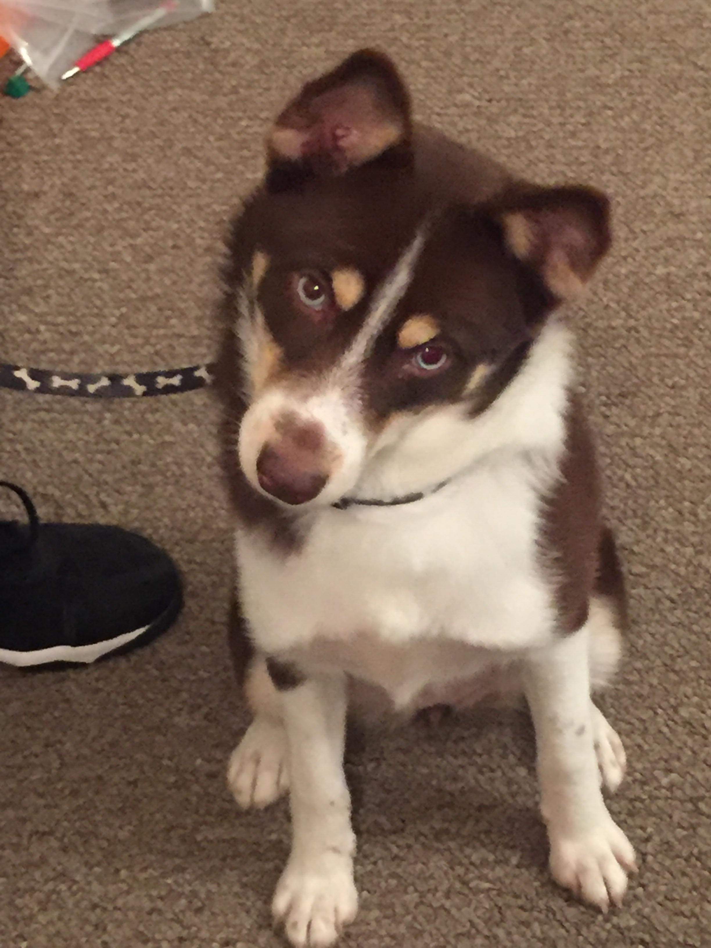 My pomski Athena | Scrolller