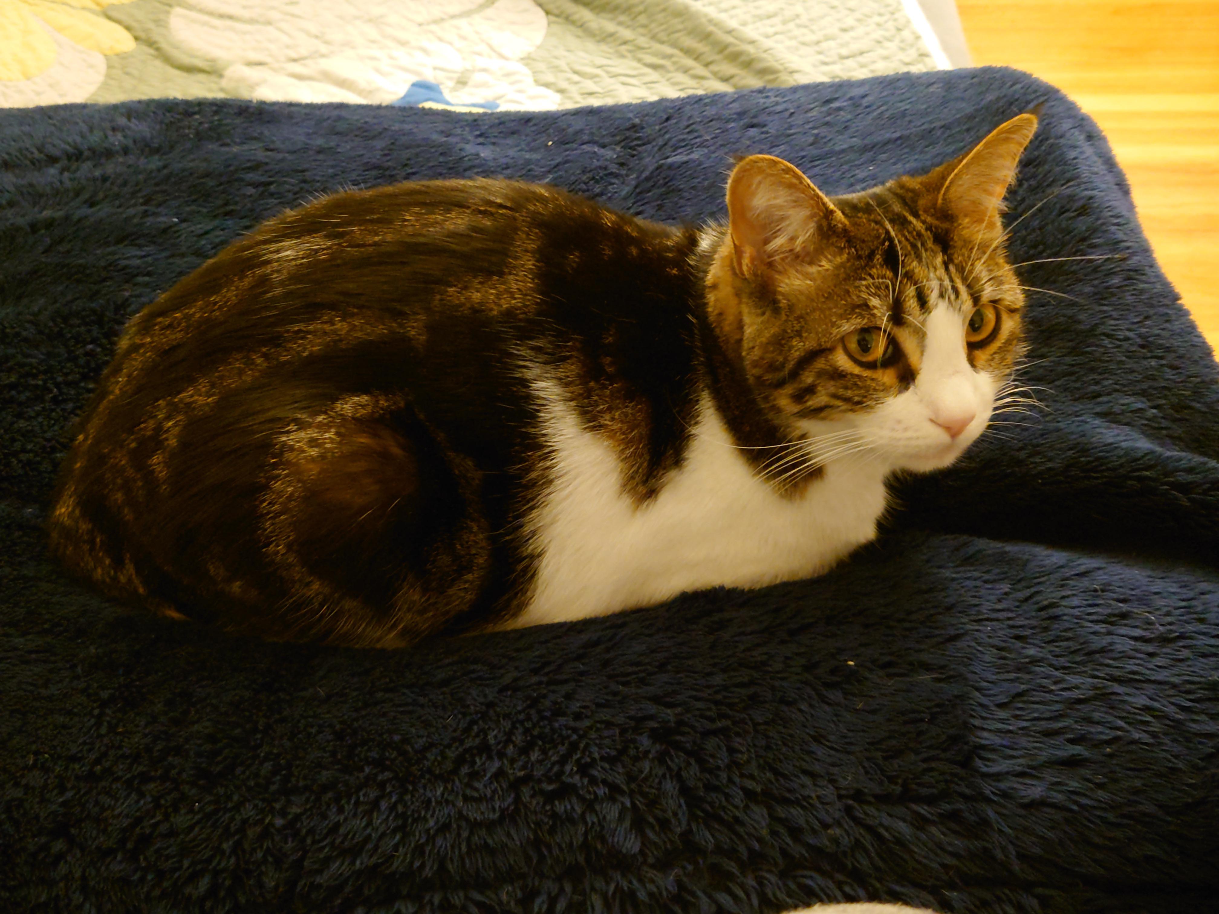 Maruko loafing | Scrolller