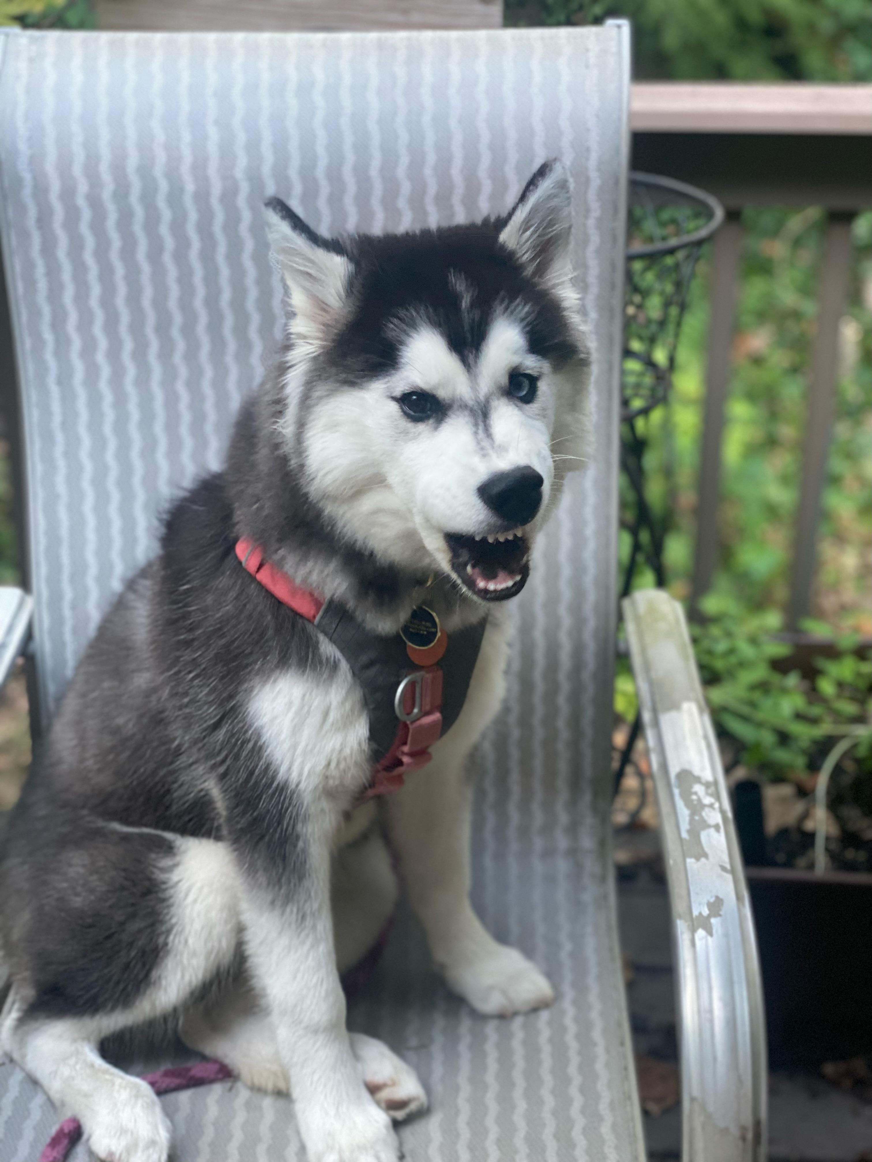 Leelu showing her big girl teeth | Scrolller