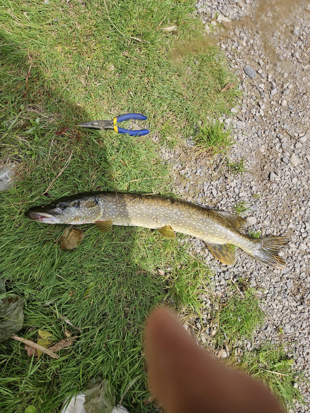 first fish I've caught | Scrolller