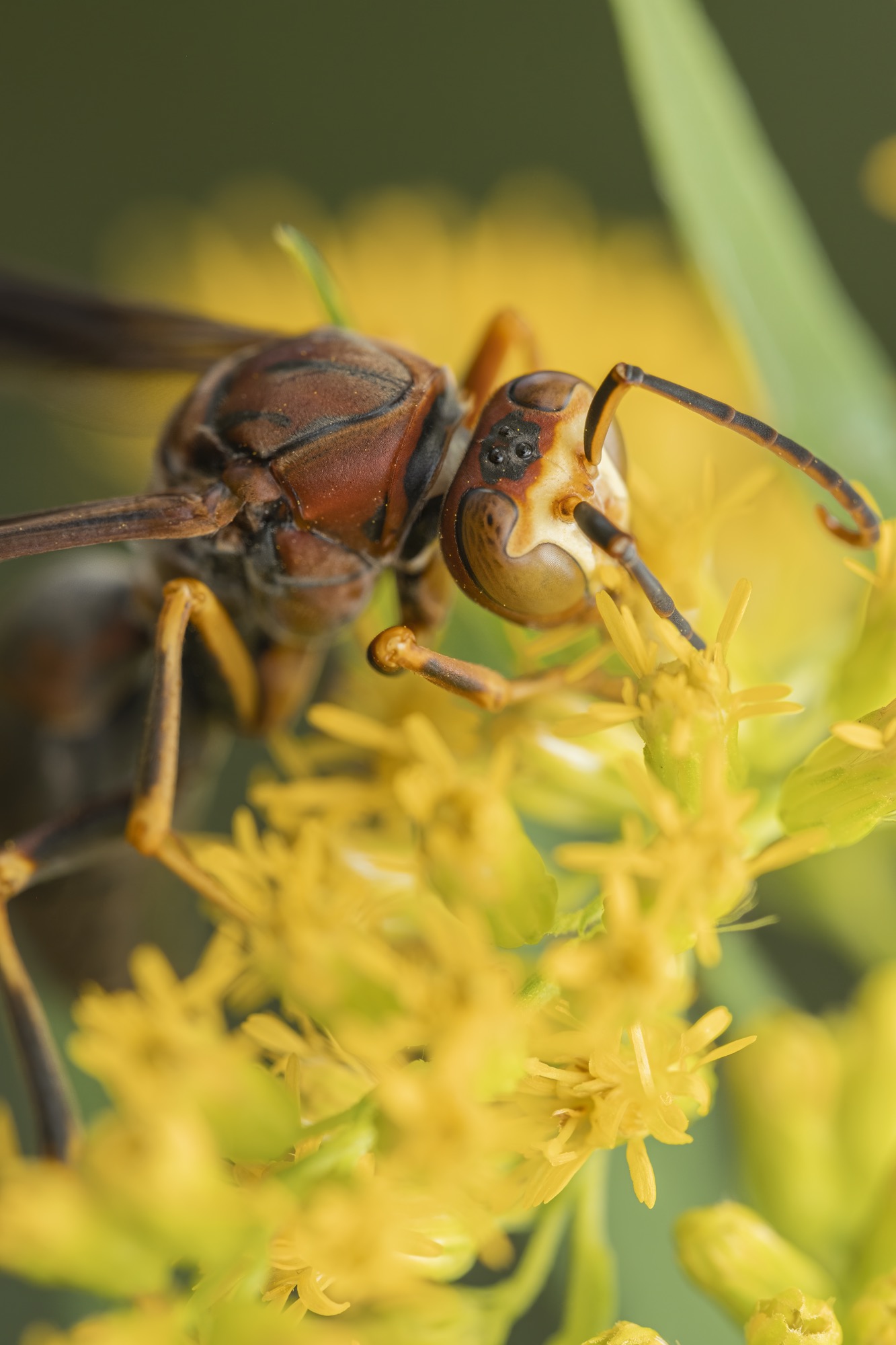 Paper Wasp | Scrolller