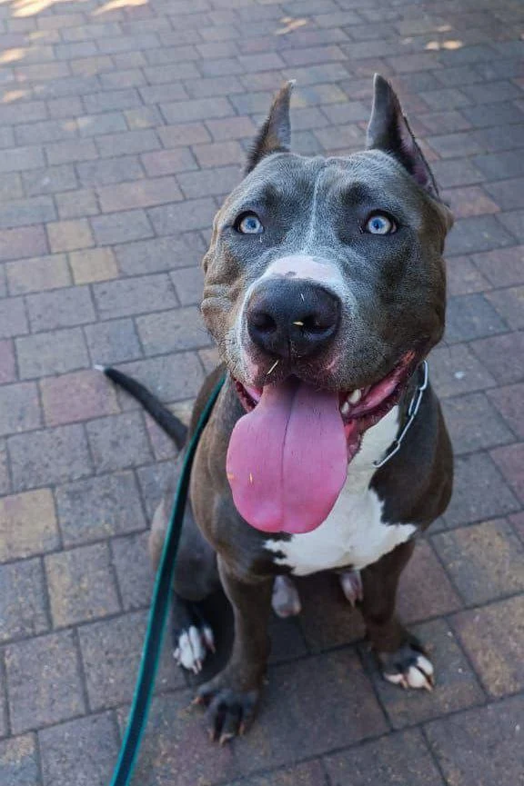 Tongue, paws and tail, that's my ID! | Scrolller