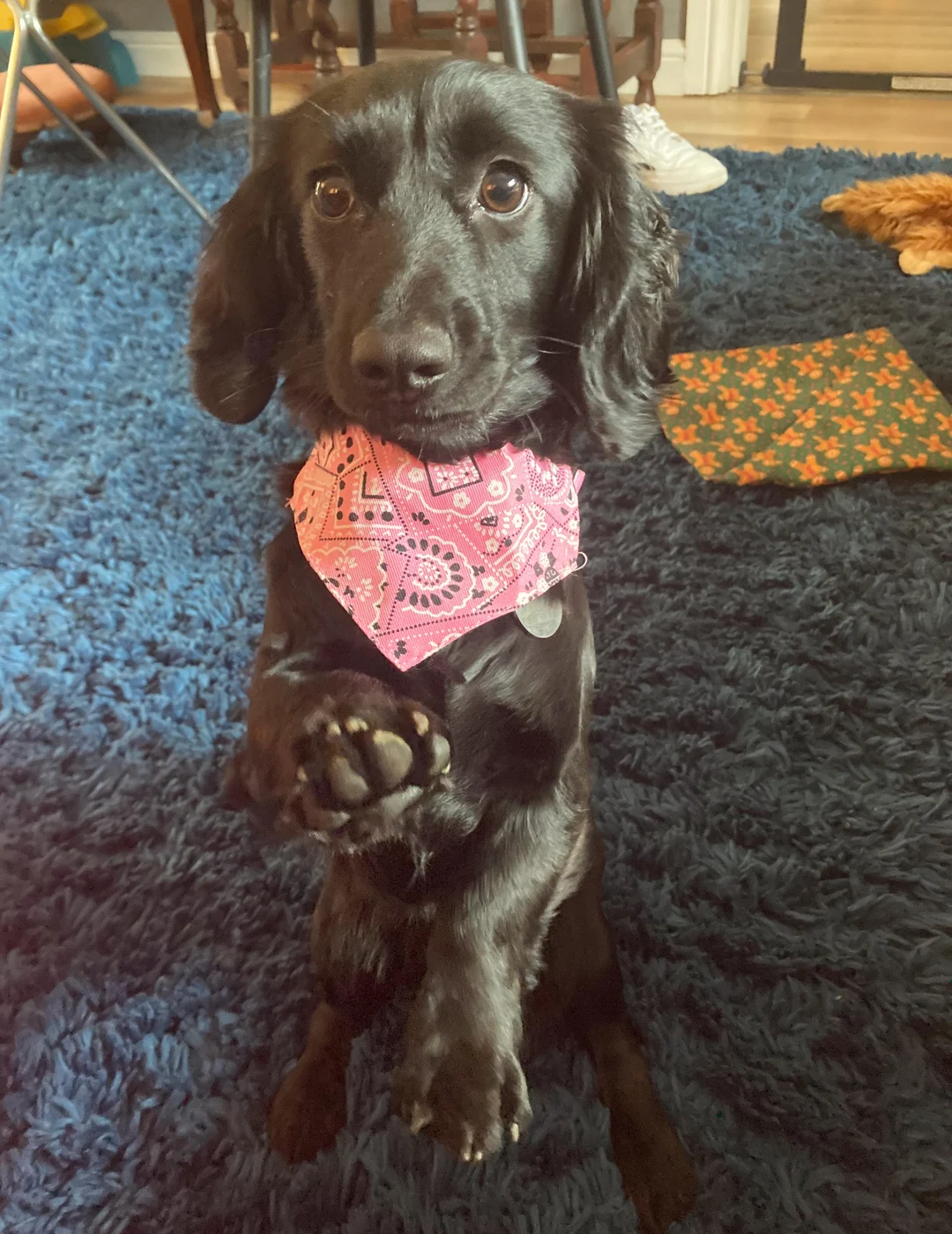 Beaus new collar 🩷 | Scrolller