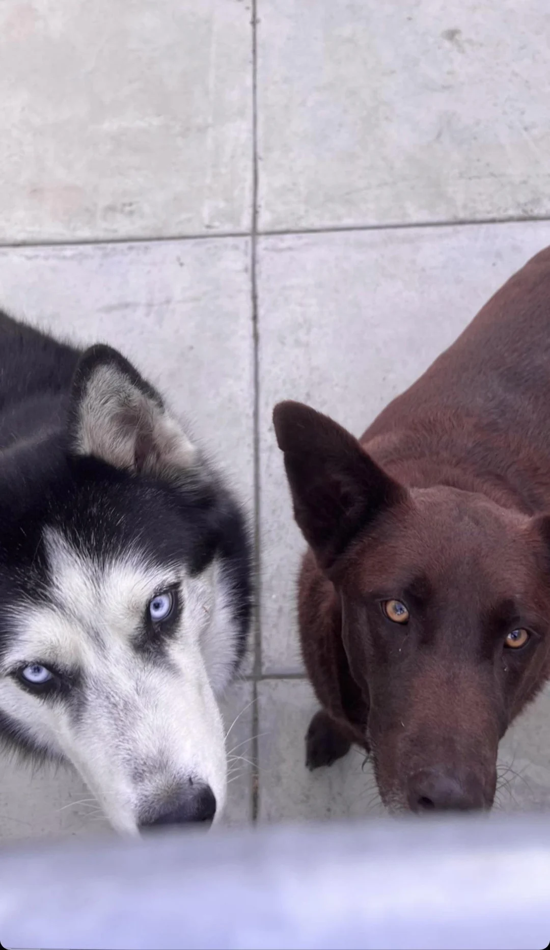 my husky & wanna-be husky | Scrolller