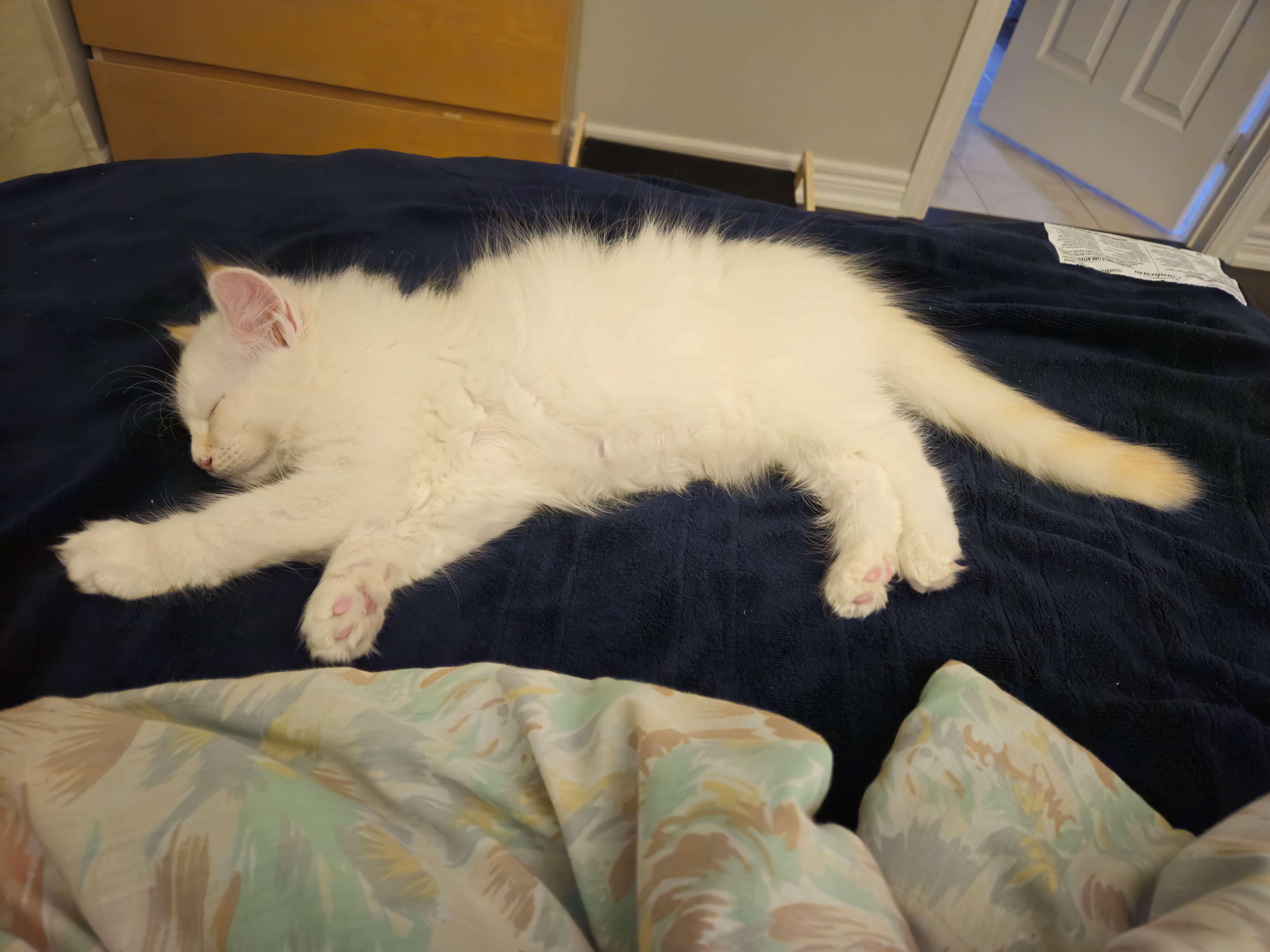 The 3 month old demon is finally asleep after almost 6 hours of zoomies! | Scrolller