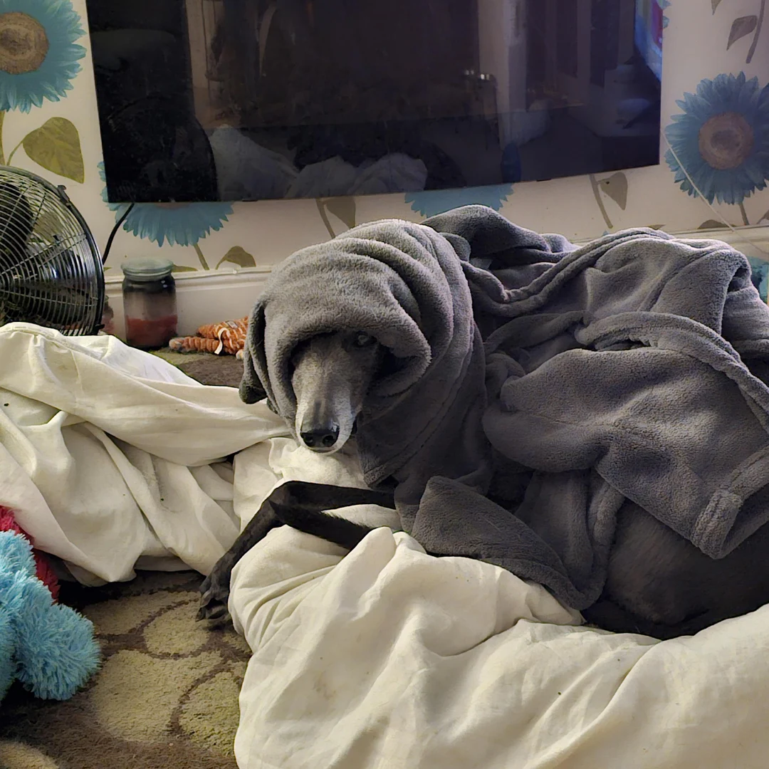 Ceri getting ready for the cold.. | Scrolller