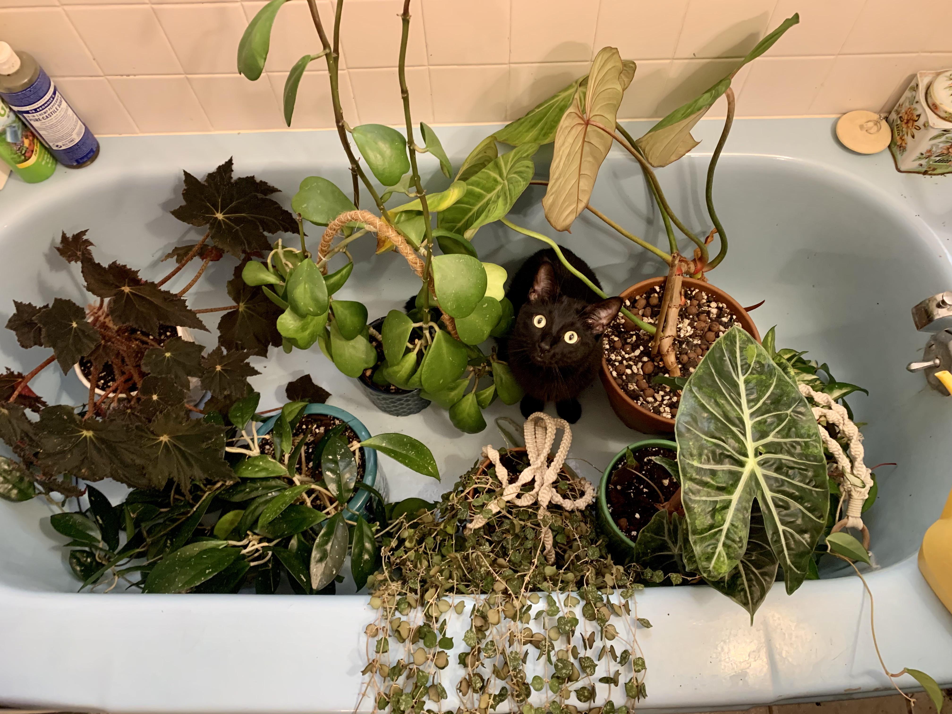 Watering my void | Scrolller